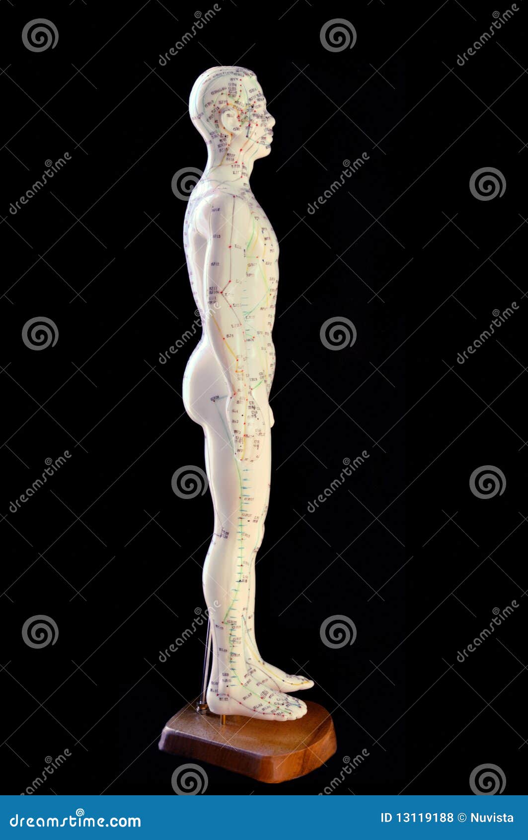 Acupuncture Model stock photo. Image of oriental, acupressure - 13119188