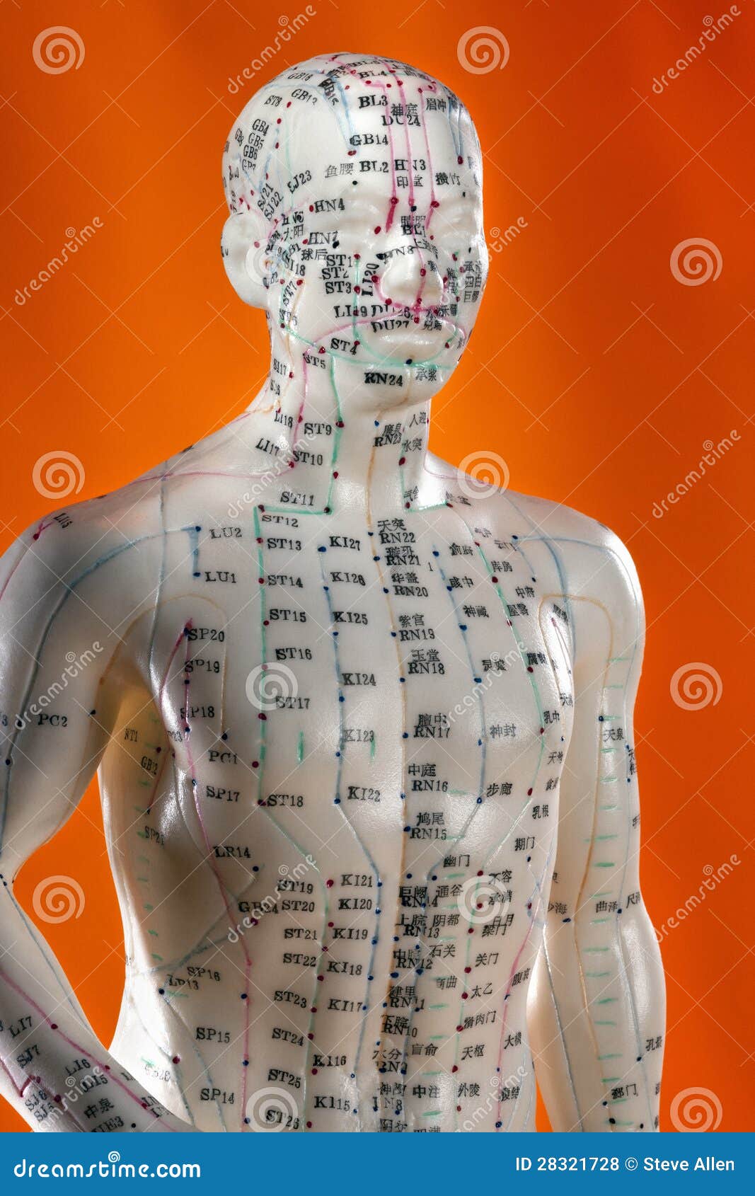 Acupuncture Model - Alternative Medicine - China Stock Photo - Image of ...