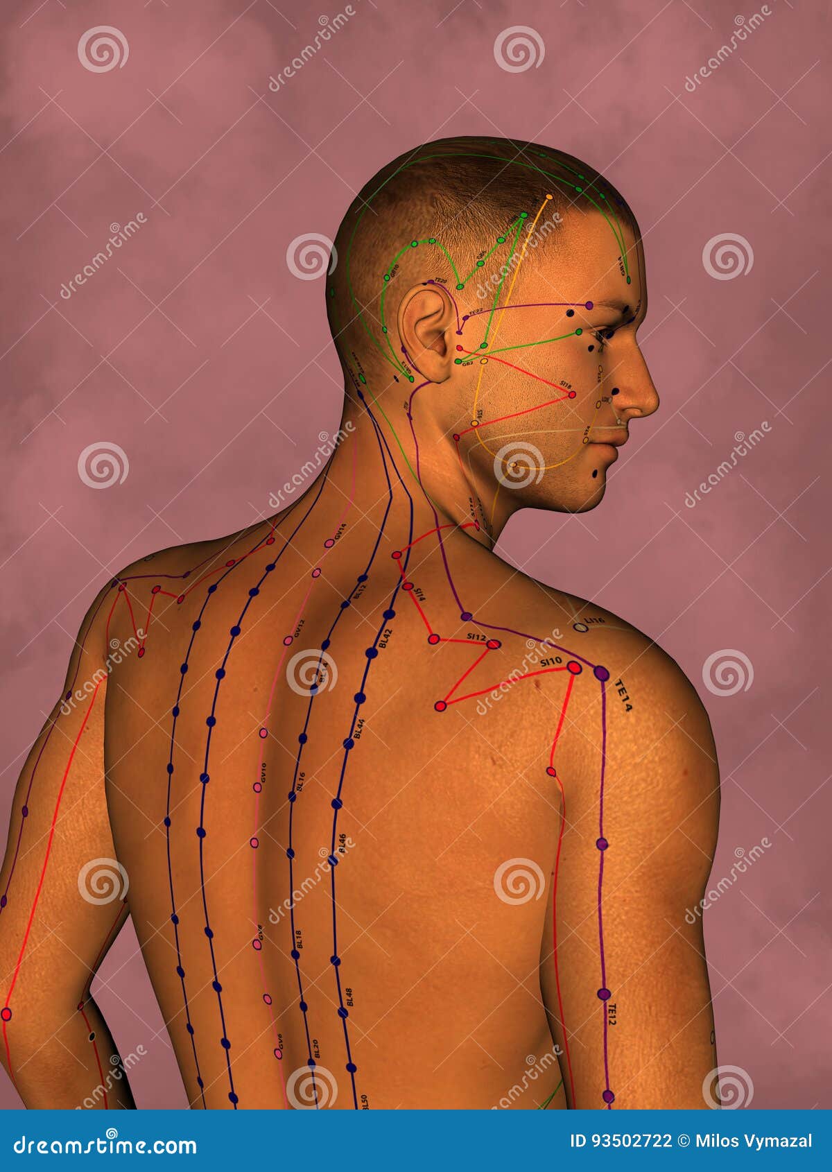 Acupuncture Model, 3D Illustration Stock Illustration - Illustration of ...