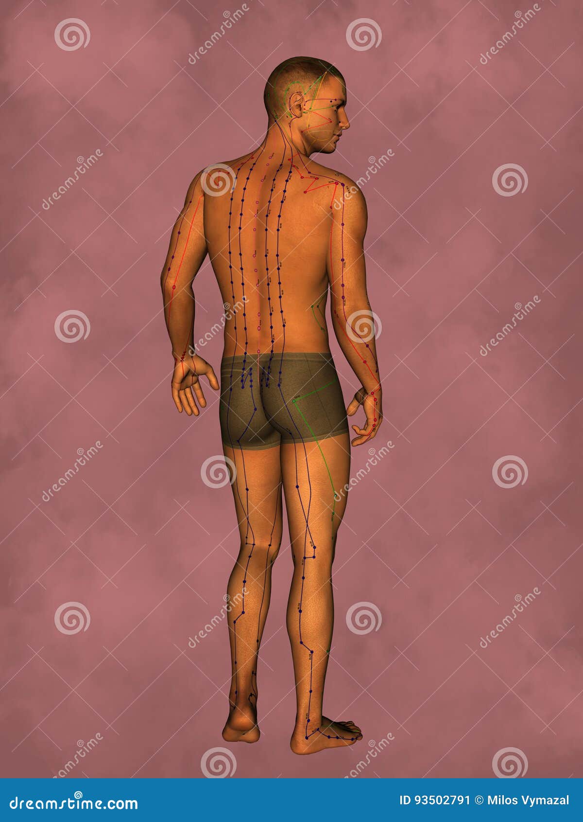 Acupuncture Model, 3D Illustration Stock Illustration - Illustration of ...