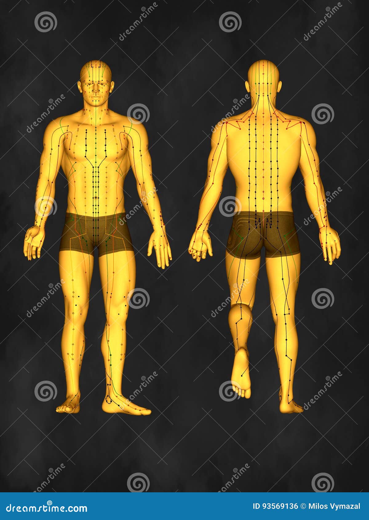 Acupuncture Model, 3D Illustration Stock Illustration - Illustration of ...
