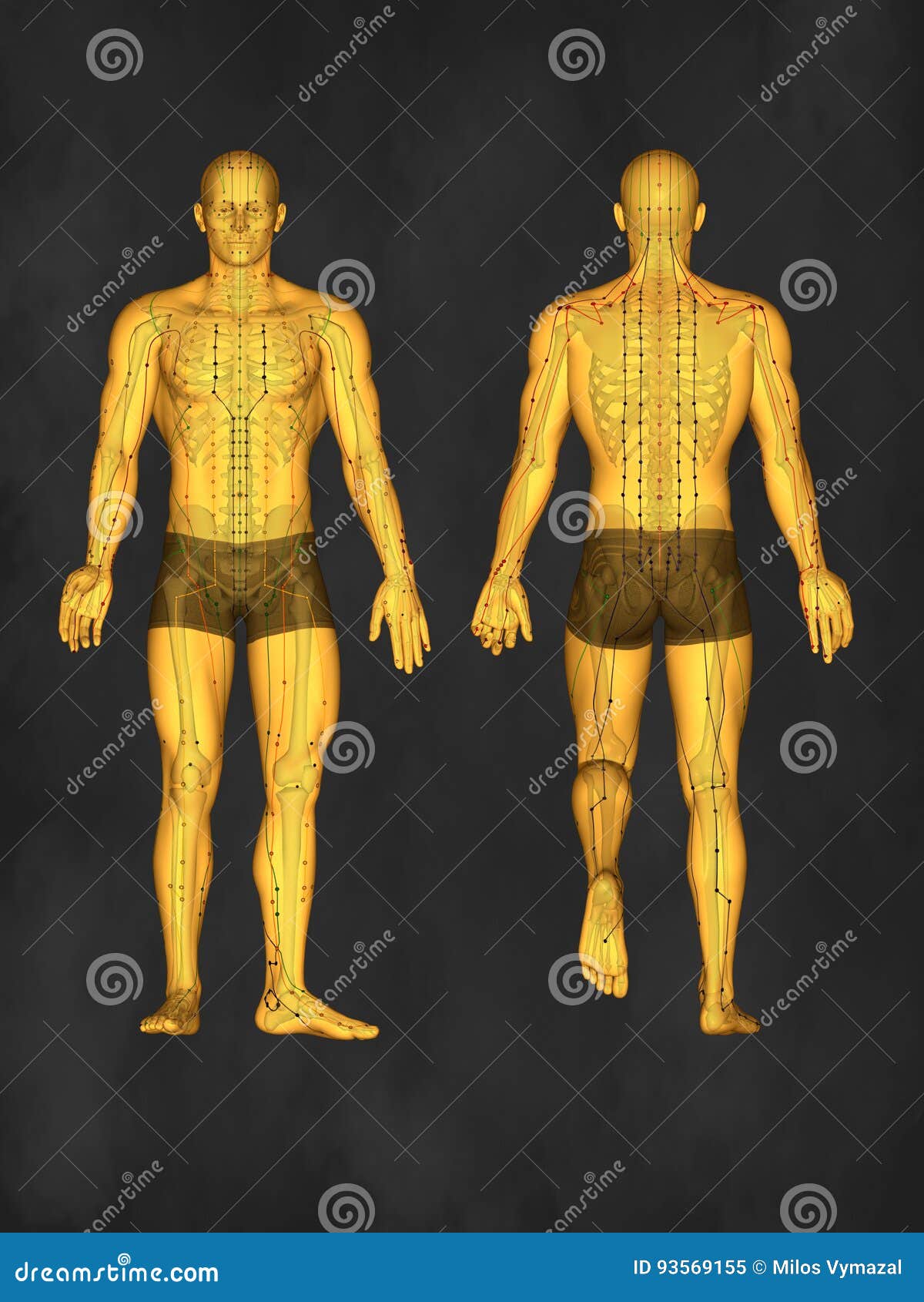 Acupuncture Model, 3D Illustration Stock Illustration - Illustration of ...