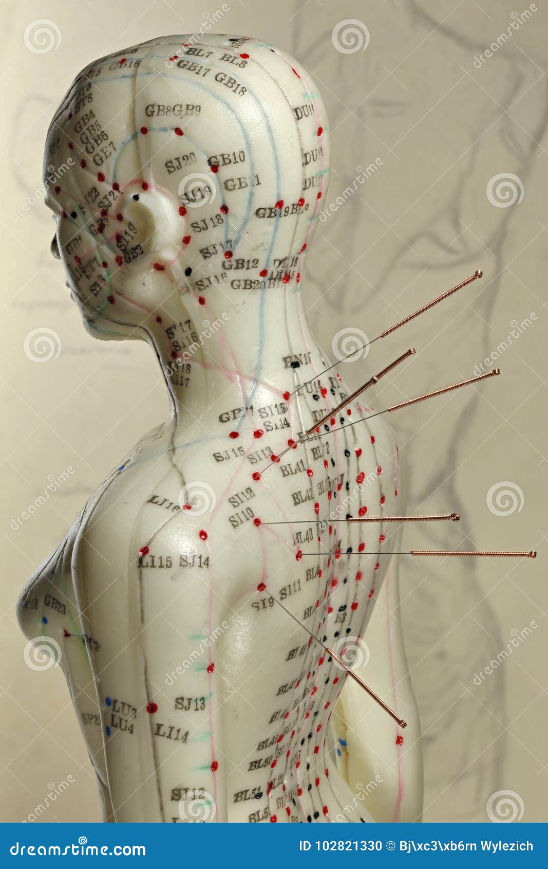 Acupuncture model stock photo. Image of acupuncture - 102821330