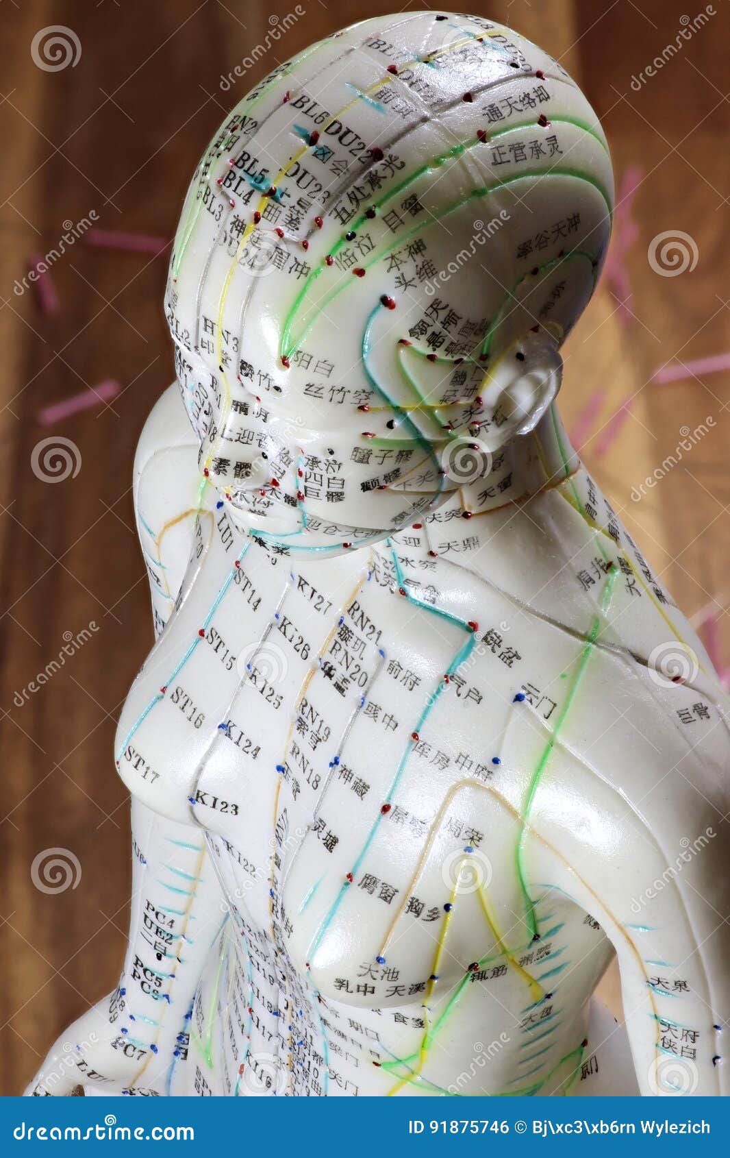 Acupuncture model stock photo. Image of medicine, practitioners - 91875746
