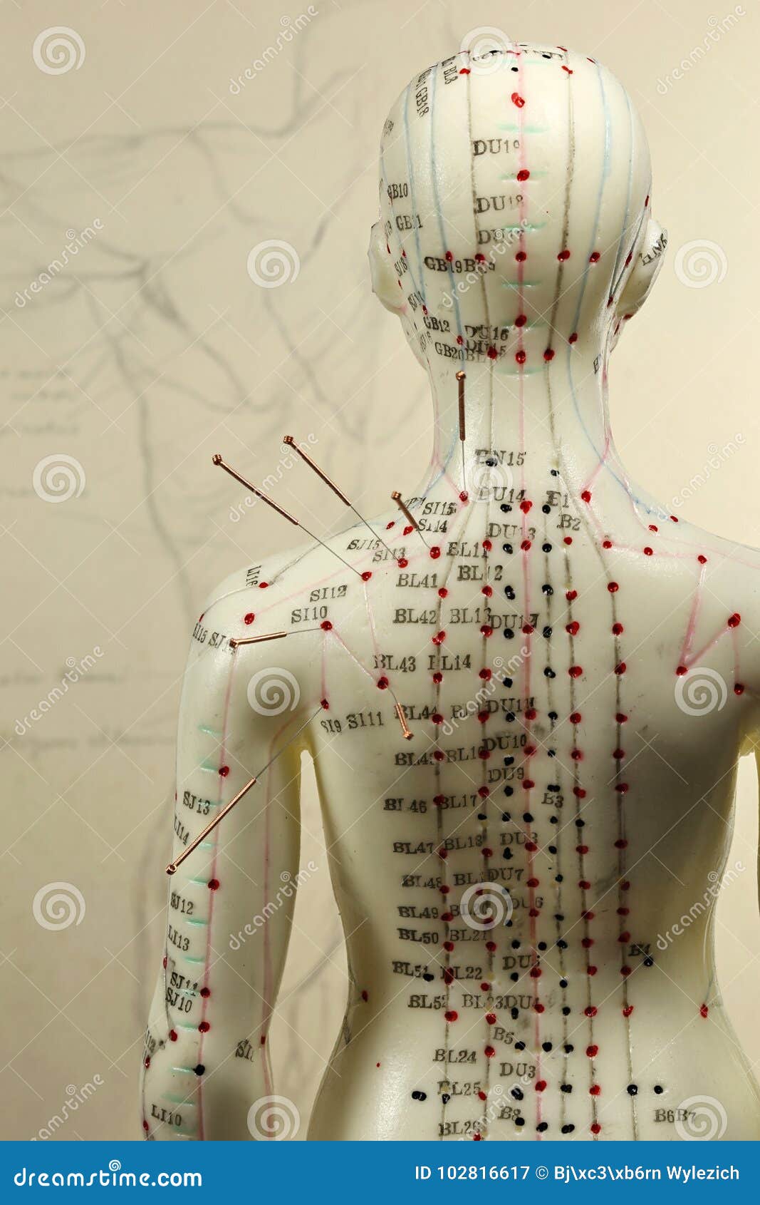 Acupuncture model stock image. Image of figure, learn - 102816617