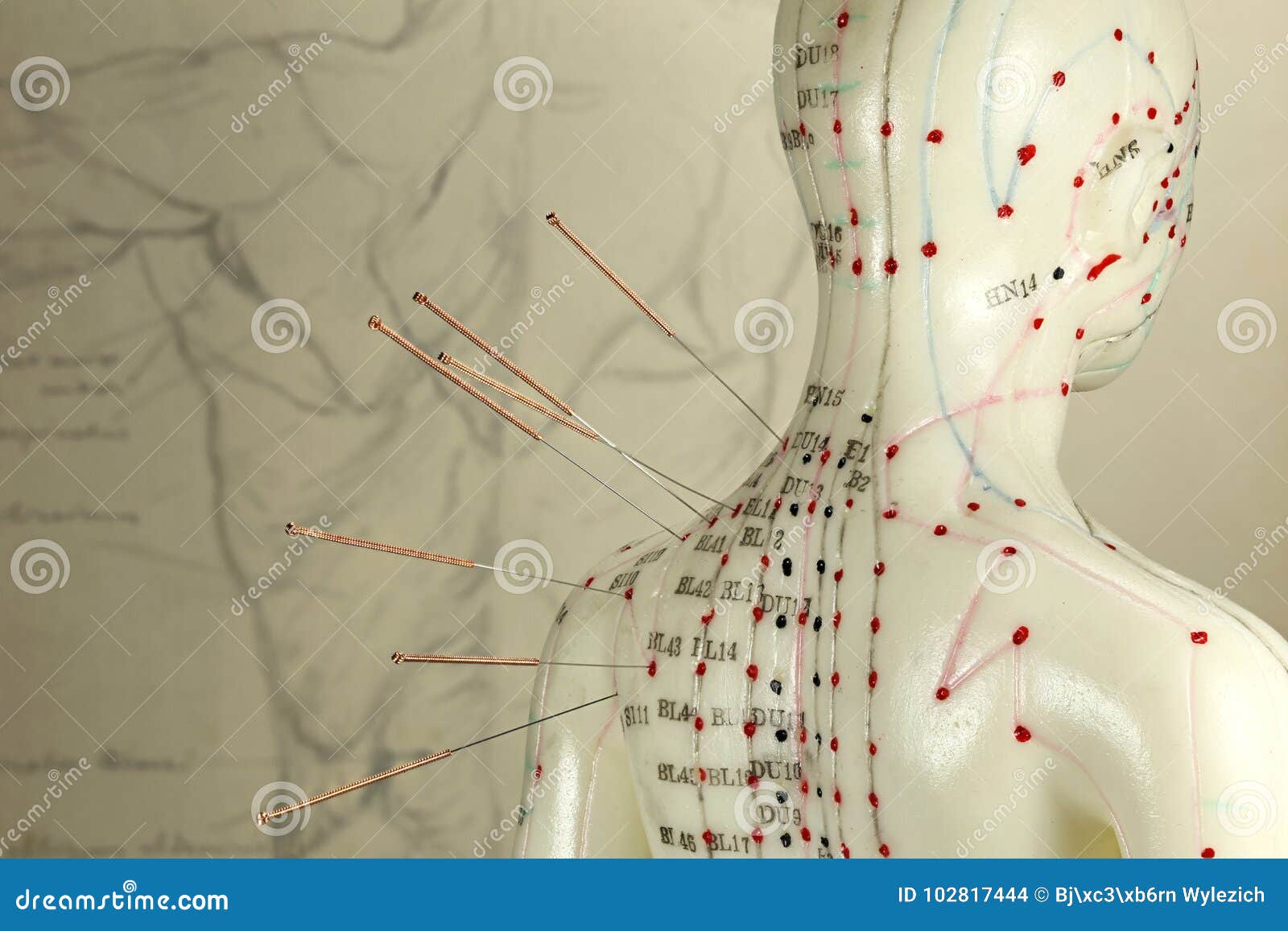Acupuncture model stock photo. Image of medical, acupuncture - 102817444