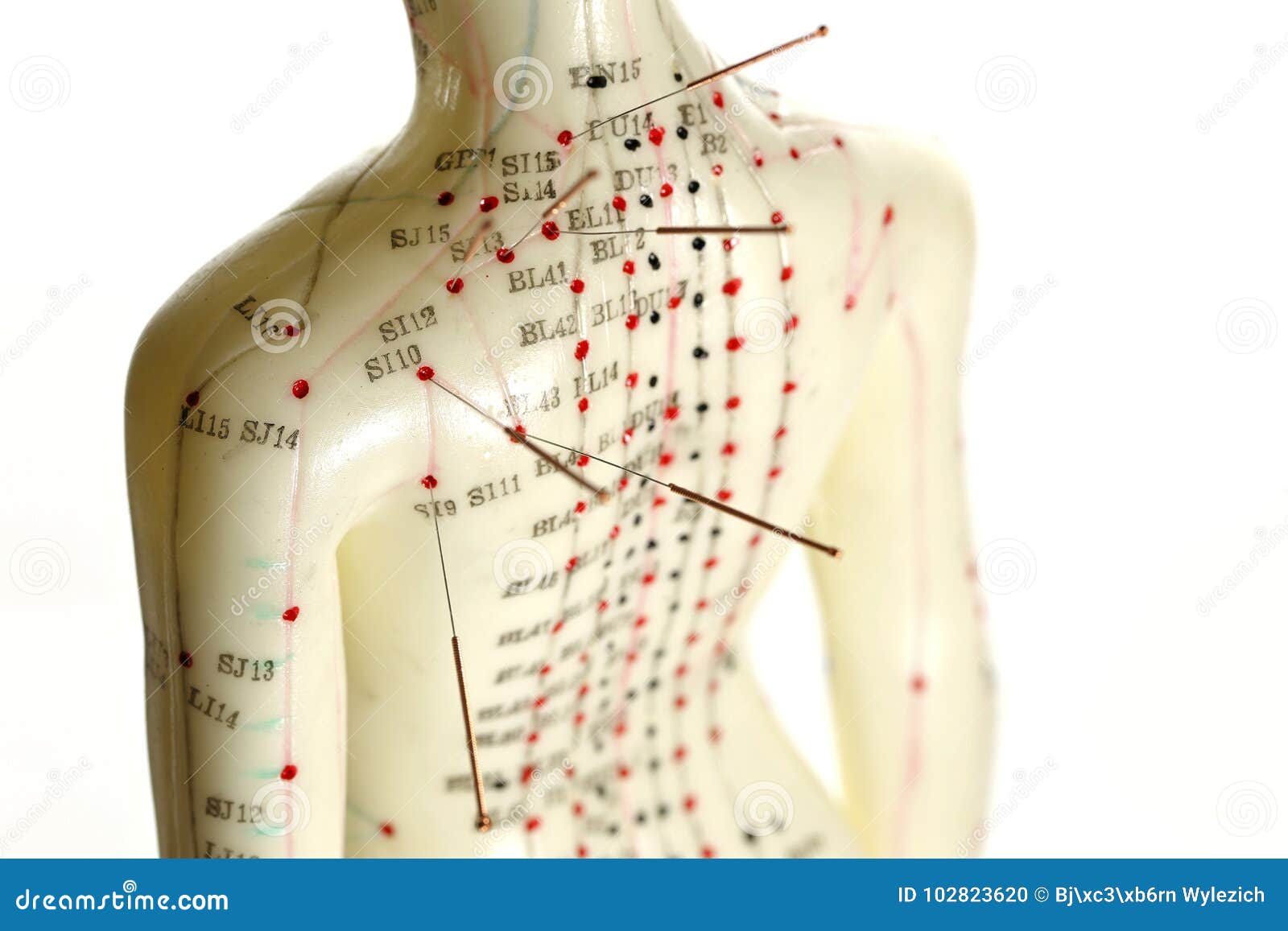 Acupuncture model stock photo. Image of naturopathy - 102823620