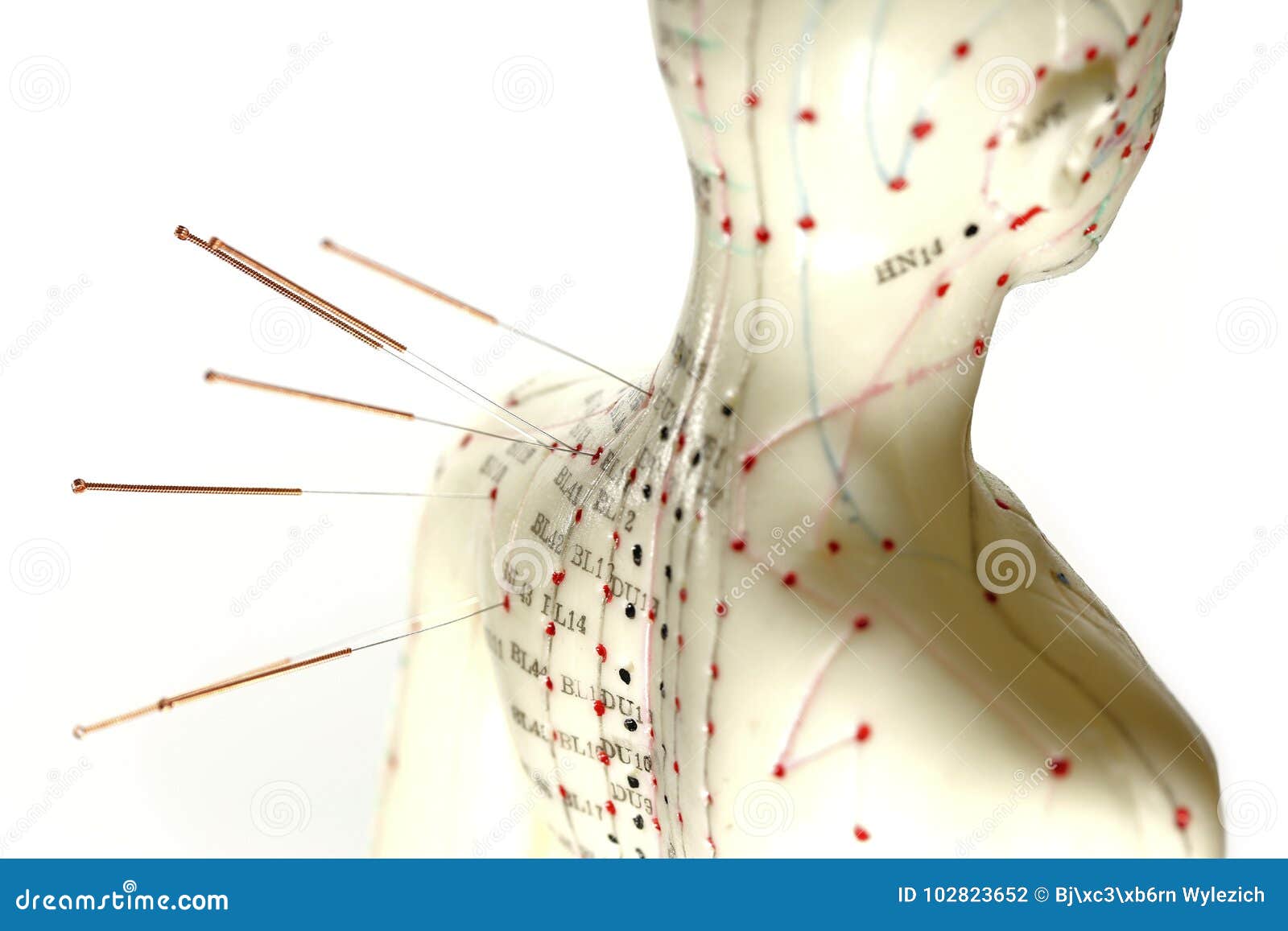 Acupuncture model stock photo. Image of healthcare, energy - 102823652