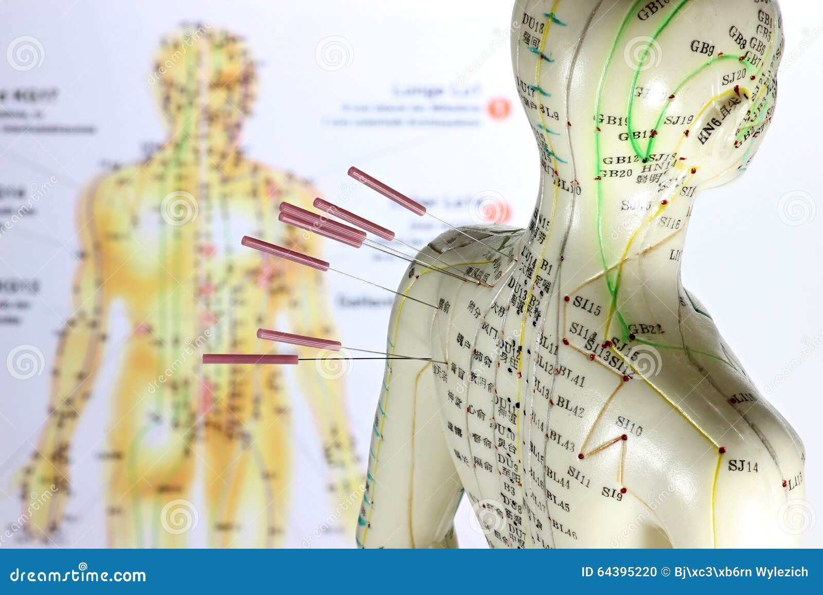 Acupuncture Model Stock Photography | CartoonDealer.com #64485770