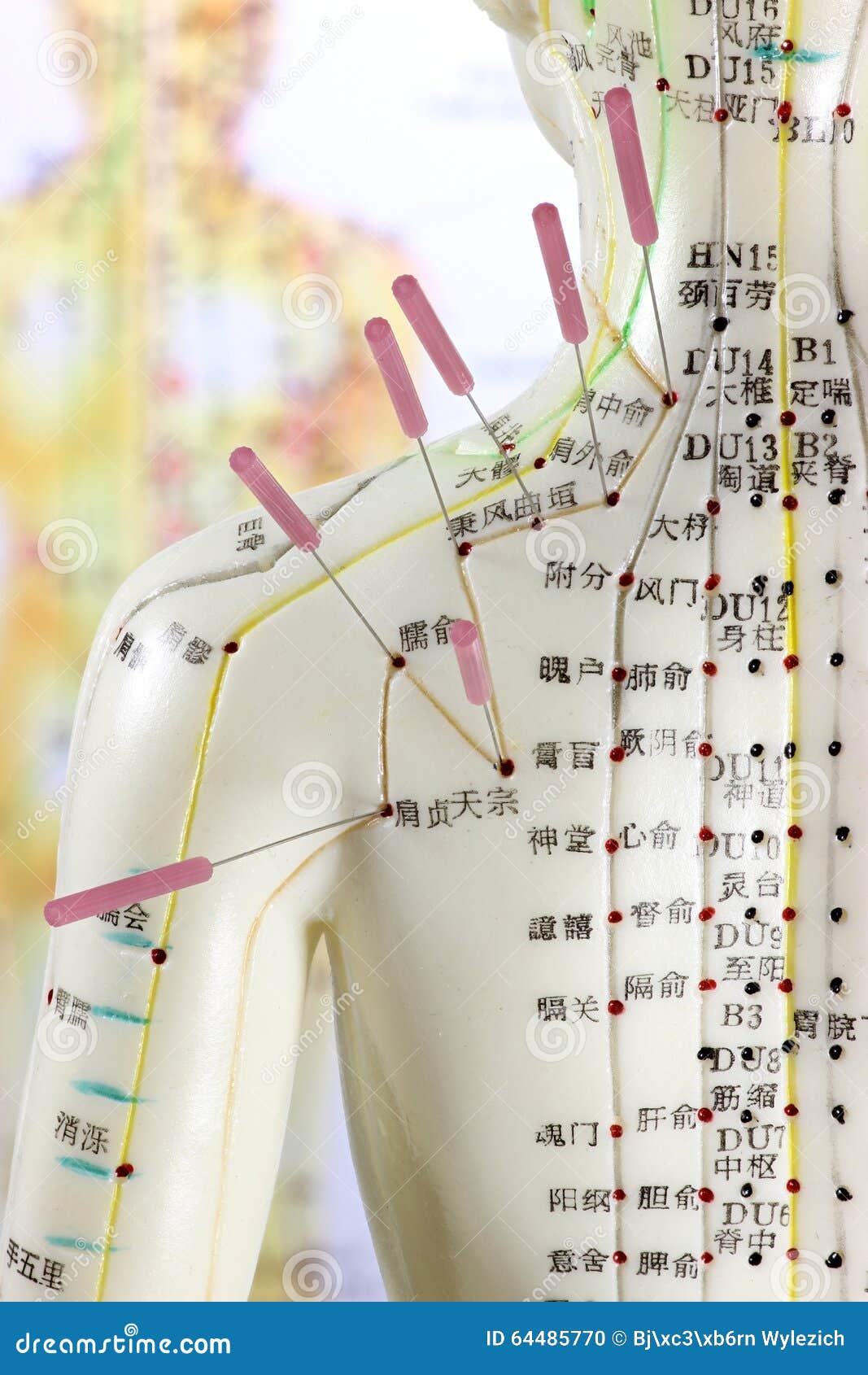 Acupuncture model stock photo. Image of health, acupuncture - 64485770