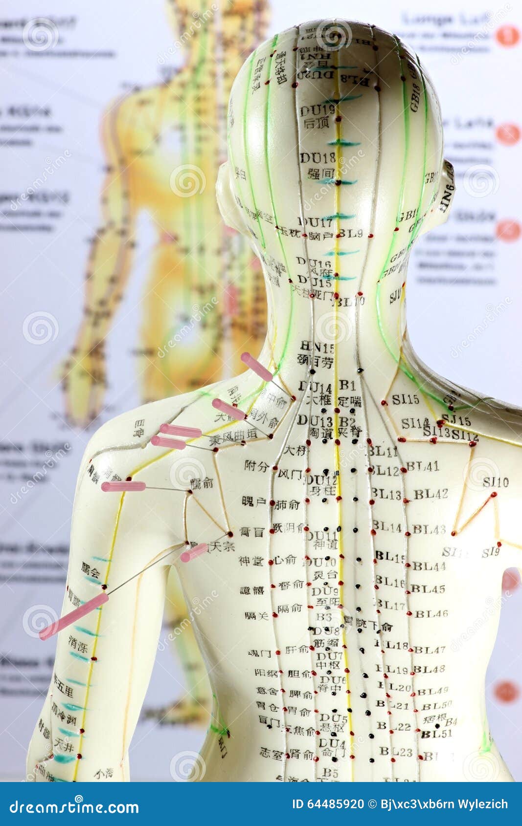 Acupuncture model stock photo. Image of pain, learning - 64485920