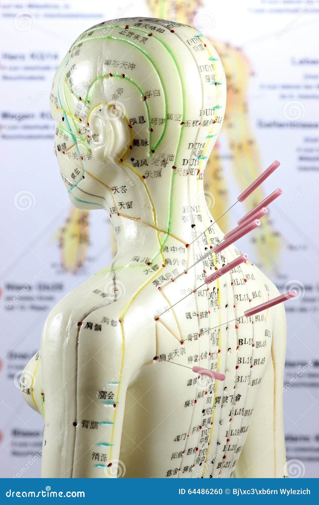 Acupuncture model stock photo. Image of practitioners - 64486260