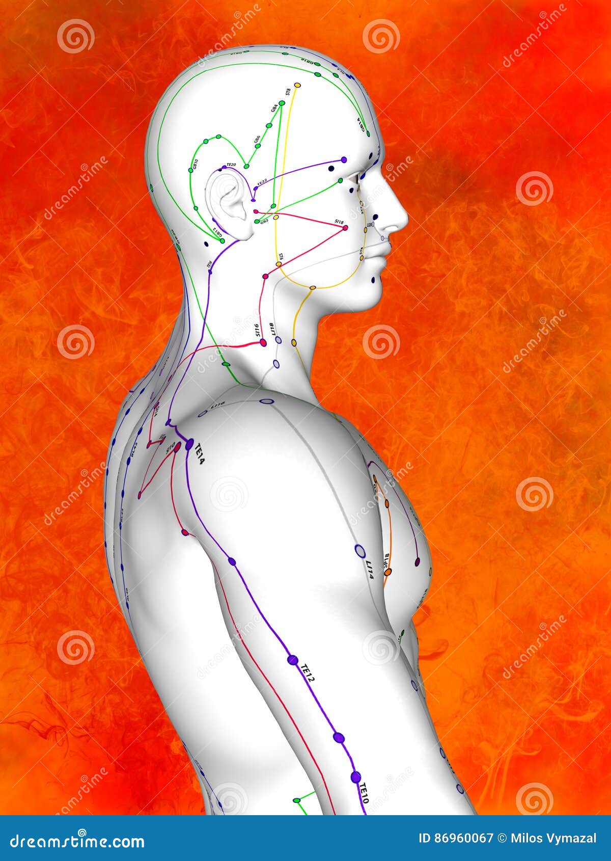 Acupuncture Model Royalty-Free Stock Photography | CartoonDealer.com ...