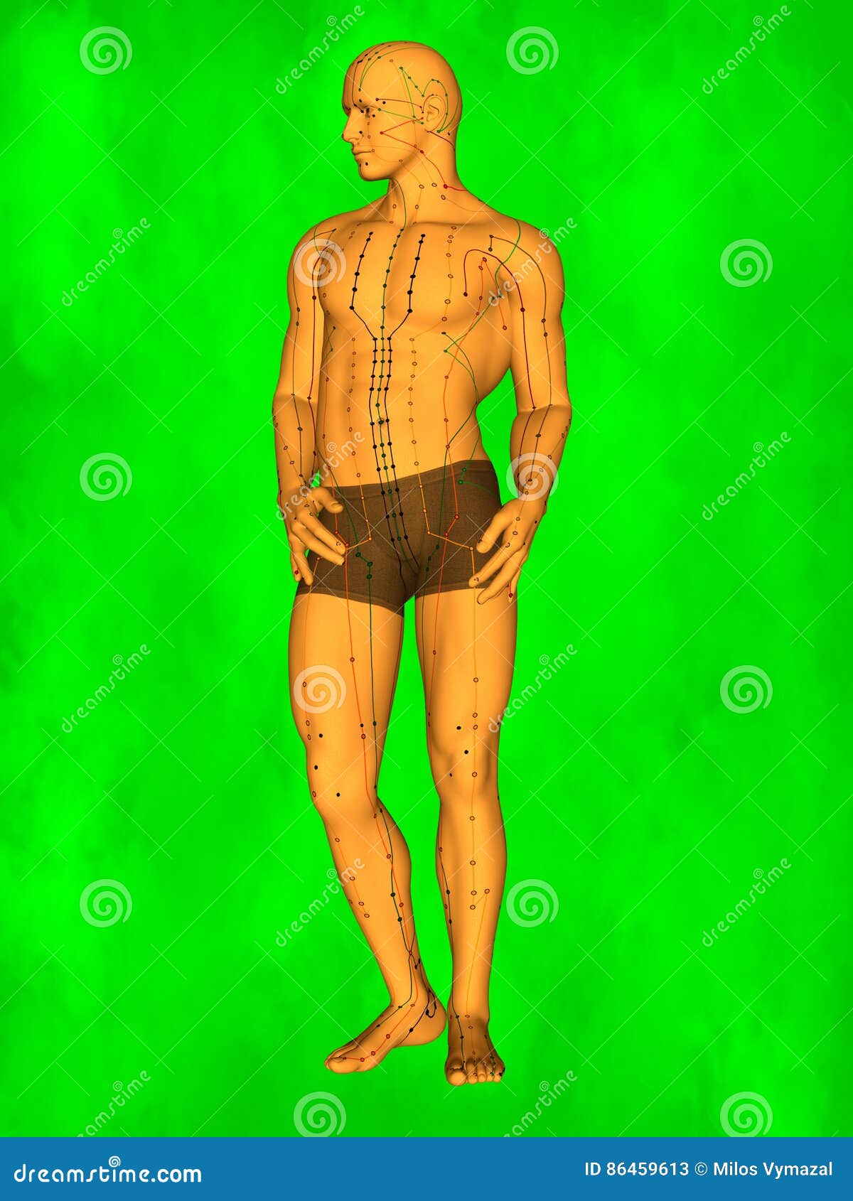 Acupuncture Model M-POSE FBHM-405-8, 3D Model Stock Photo ...