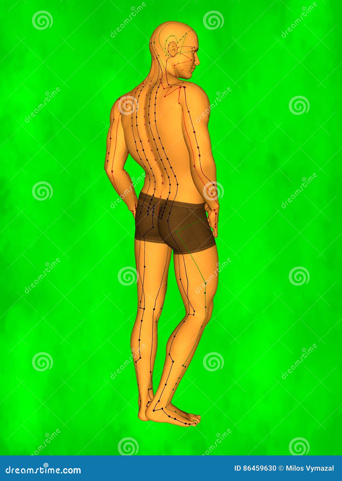 Acupuncture model stock illustration. Illustration of traditional ...