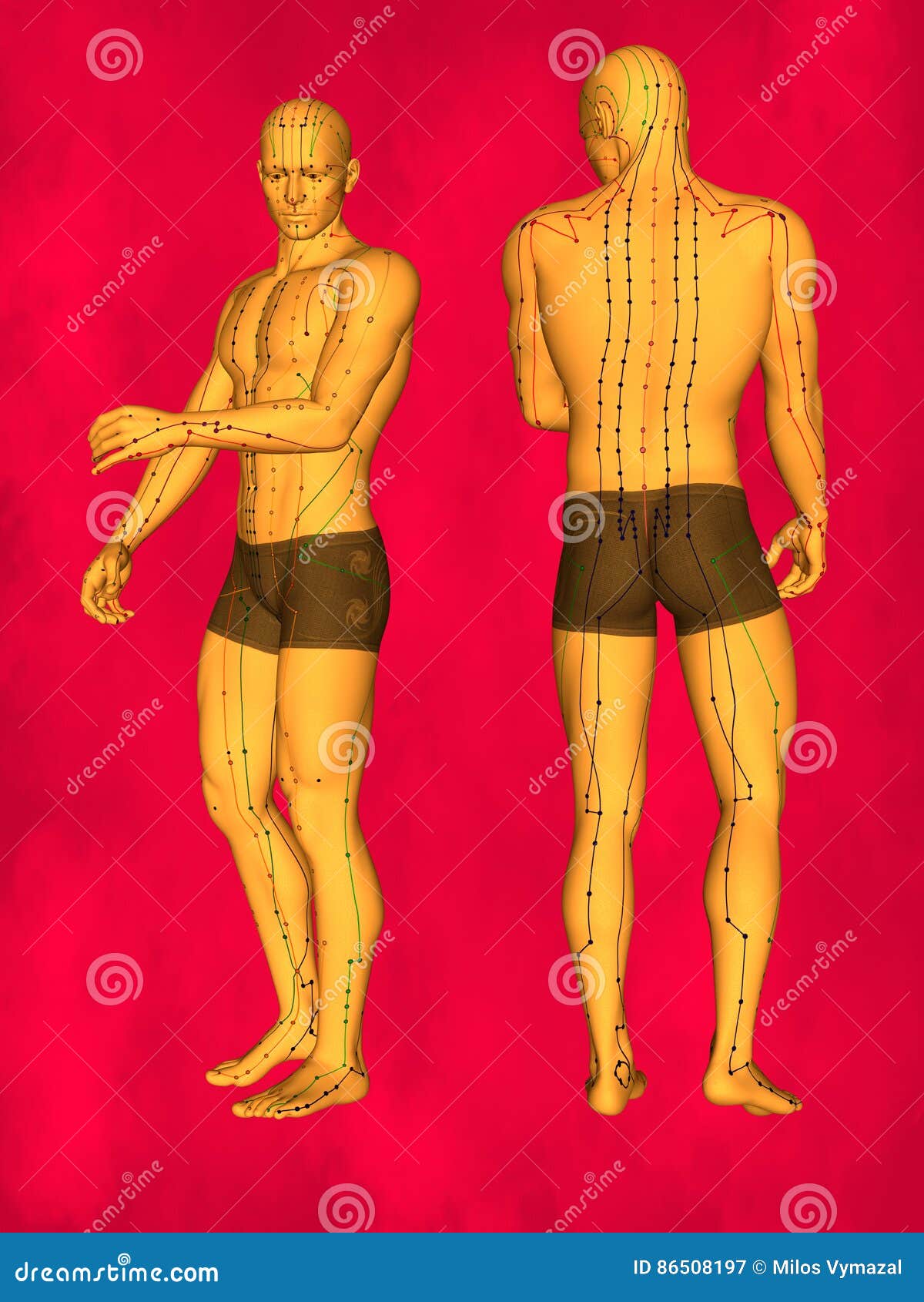 Acupuncture model stock illustration. Illustration of model - 86508197