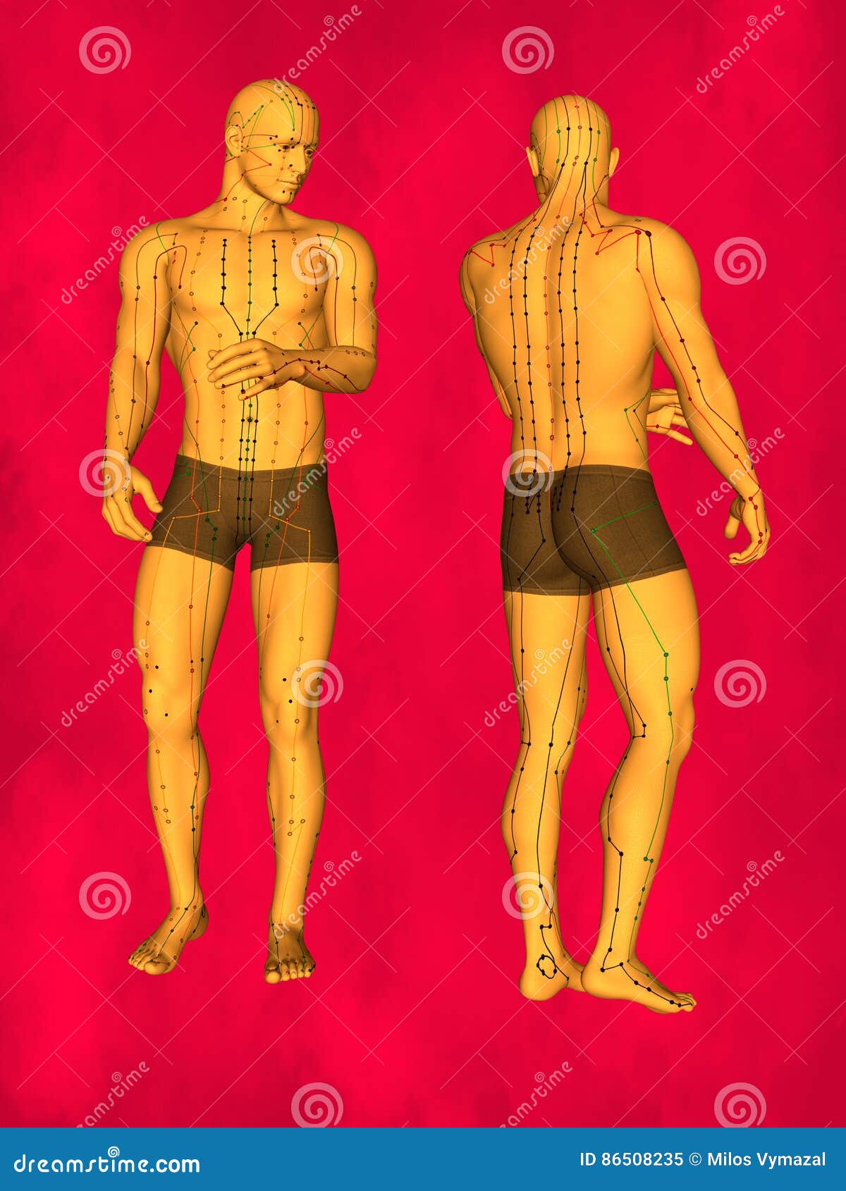 Acupuncture Model Royalty-Free Stock Photography | CartoonDealer.com ...
