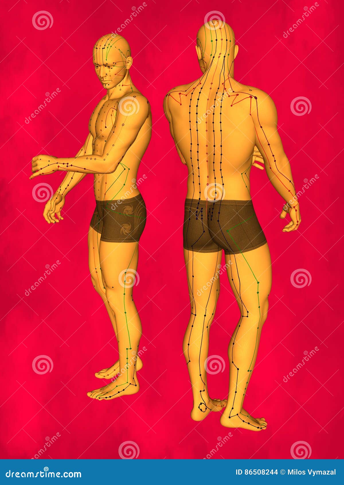 Acupuncture model stock illustration. Illustration of meridians - 86508244