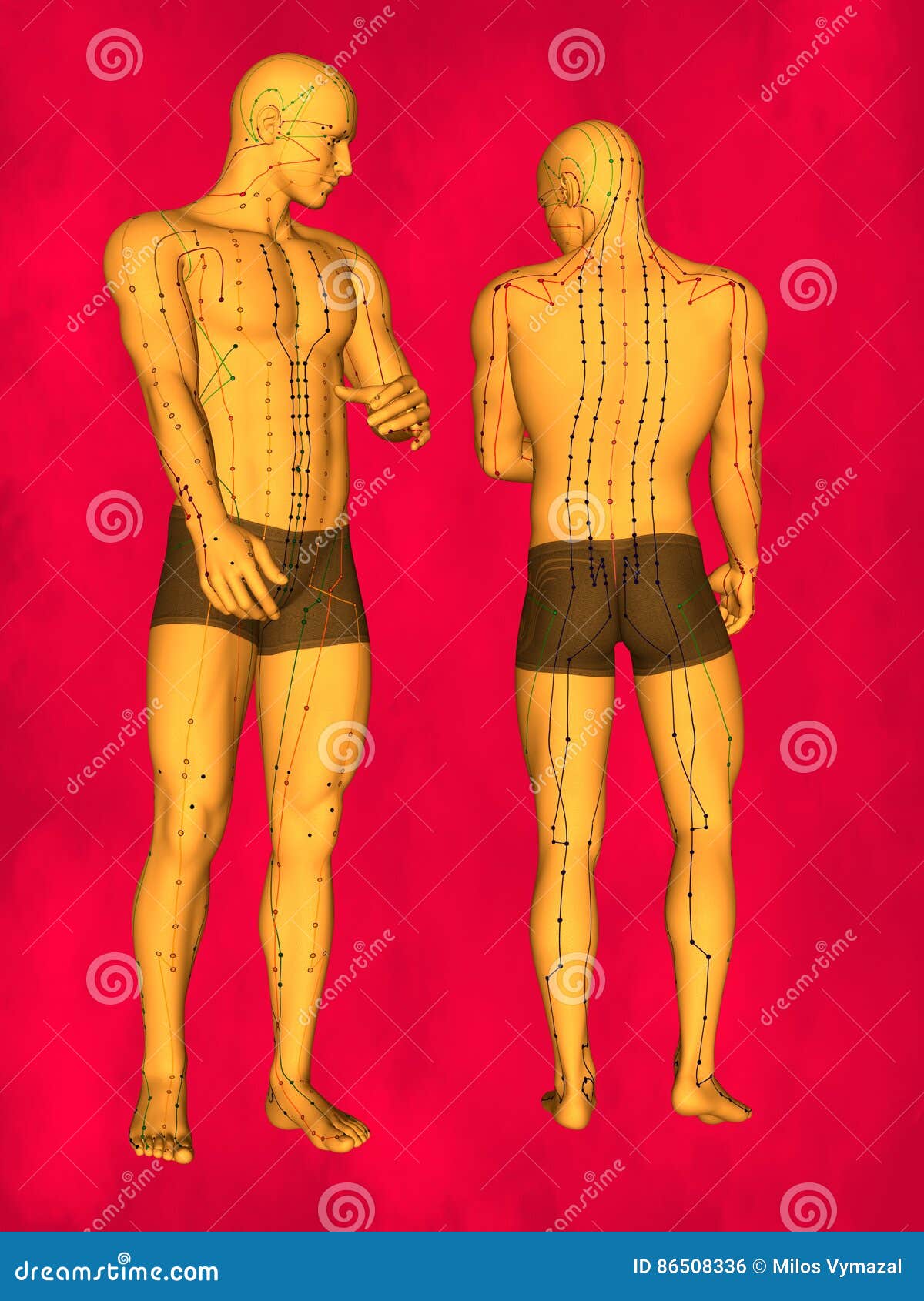 Acupuncture Model M-POSE FBHM-405-8, 3D Model Stock Photo ...