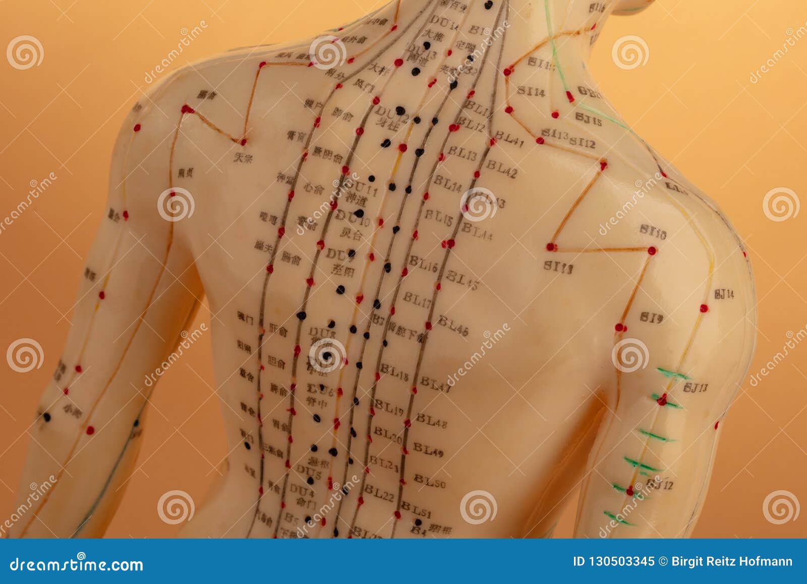 Acupuncture Model Stock Photography | CartoonDealer.com #64485770