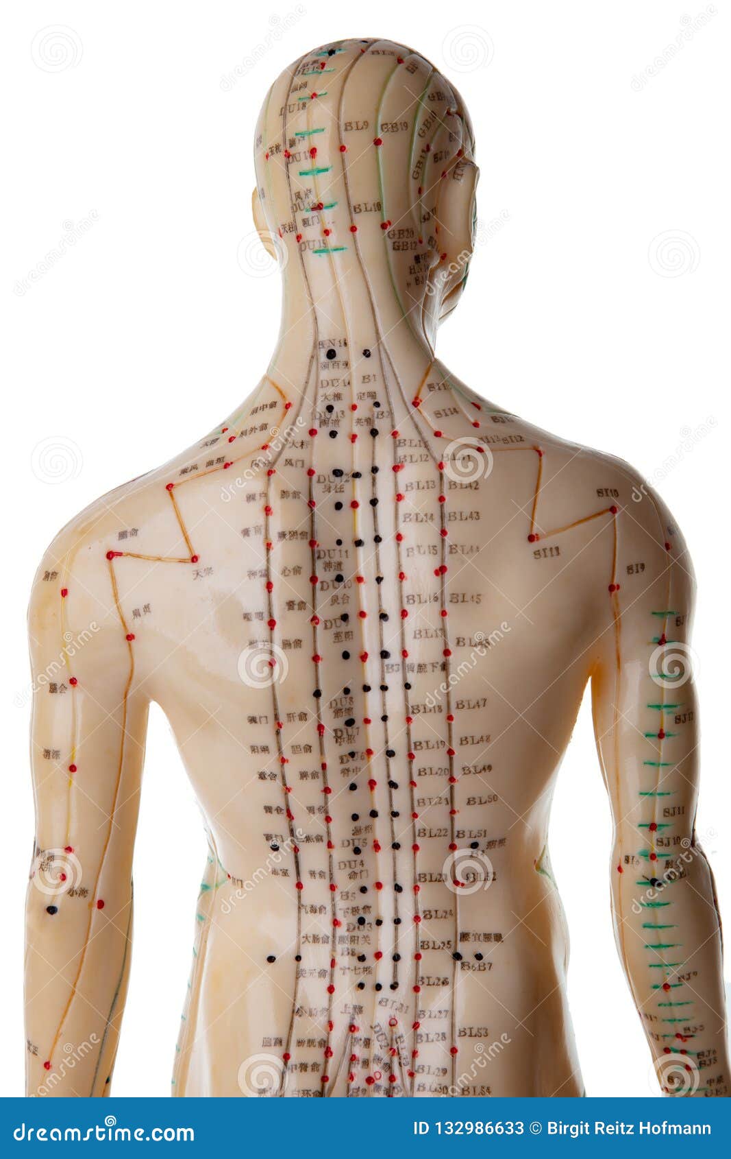 Acupuncture Model stock image. Image of asian, acupuncture - 132986633