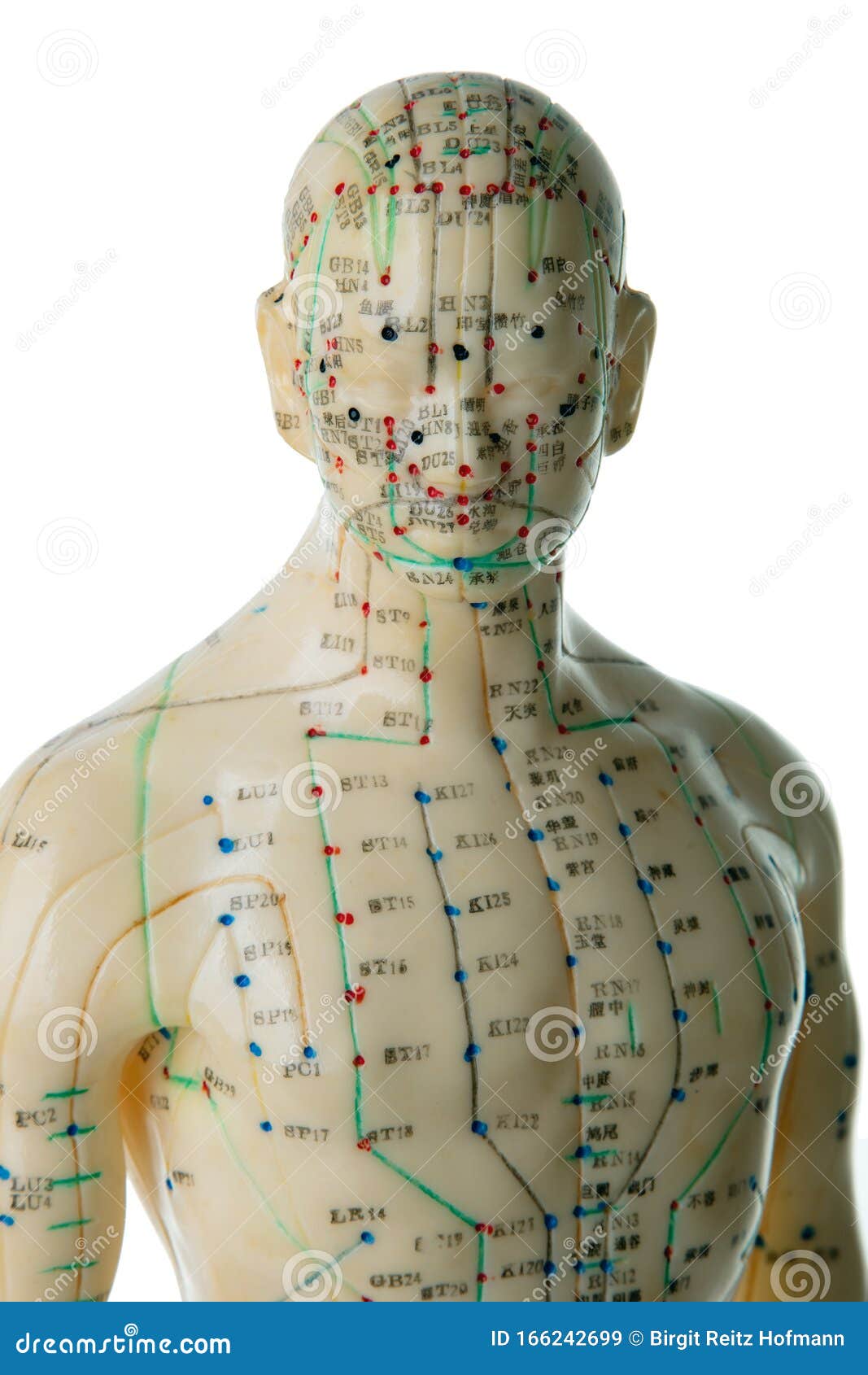 Acupuncture Model stock image. Image of anatomy, traditional - 166242699