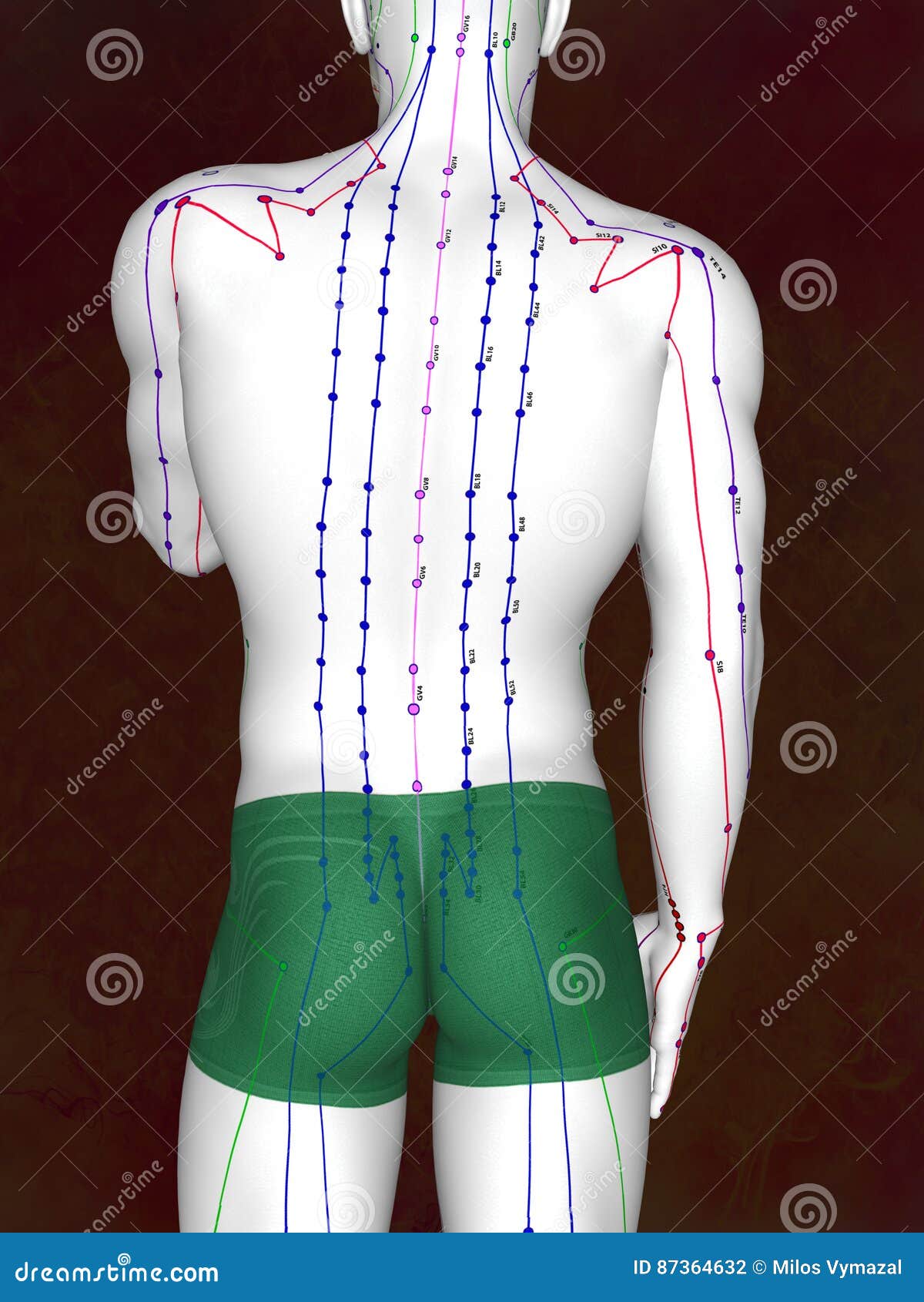 Acupuncture Model Stock Image | CartoonDealer.com #86679223