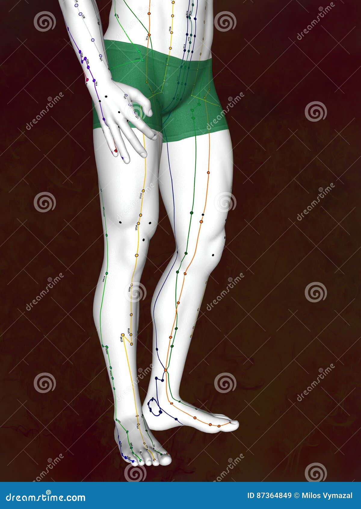Acupuncture Model Royalty-Free Stock Photo | CartoonDealer.com #86960067