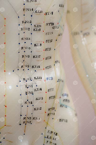 Acupuncture Model Torso stock image. Image of chinese, doll - 516307