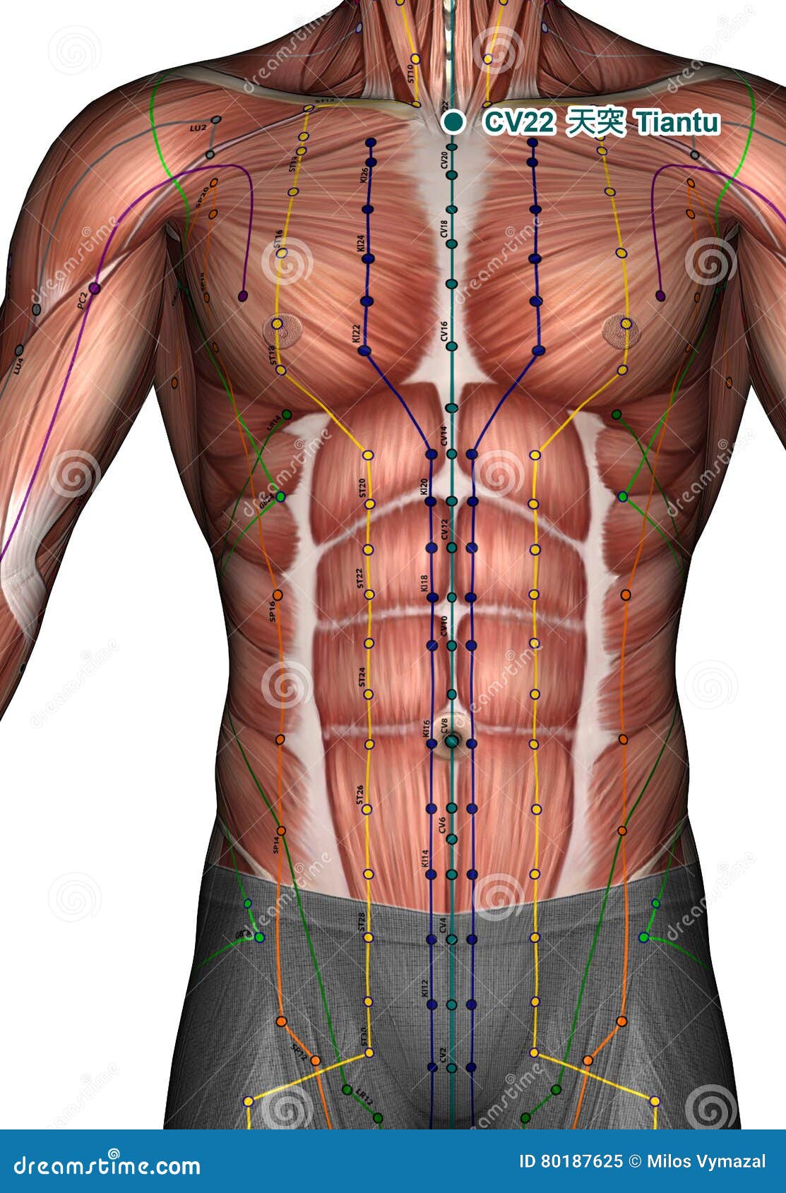 Acupuncture Point CV22 Tiantu Stock Illustration - Illustration of ...