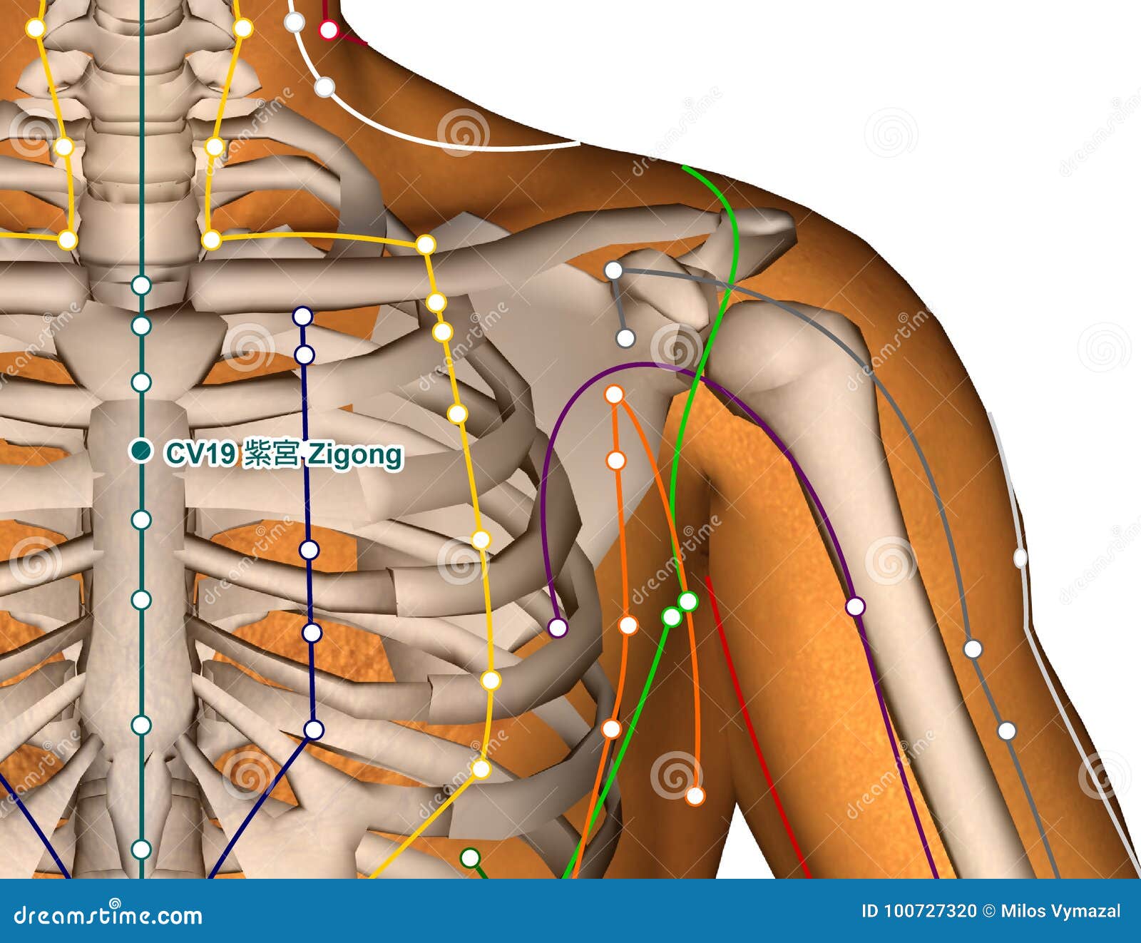 Acupuncture Point CV19 Zigong, 3D Illustration Stock Illustration ...