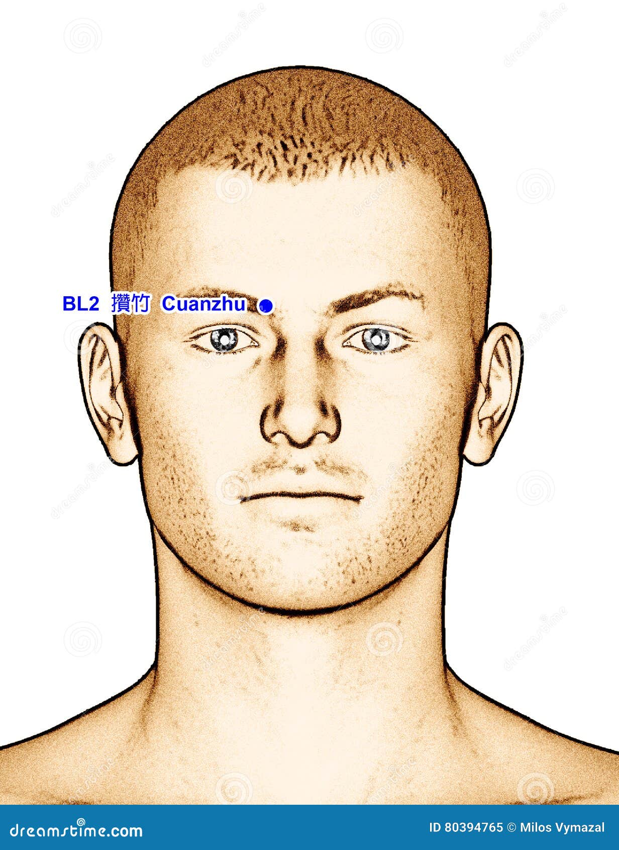 Acupuncture Point Drawing BL2 Cuanzhu Stock Illustration - Illustration ...