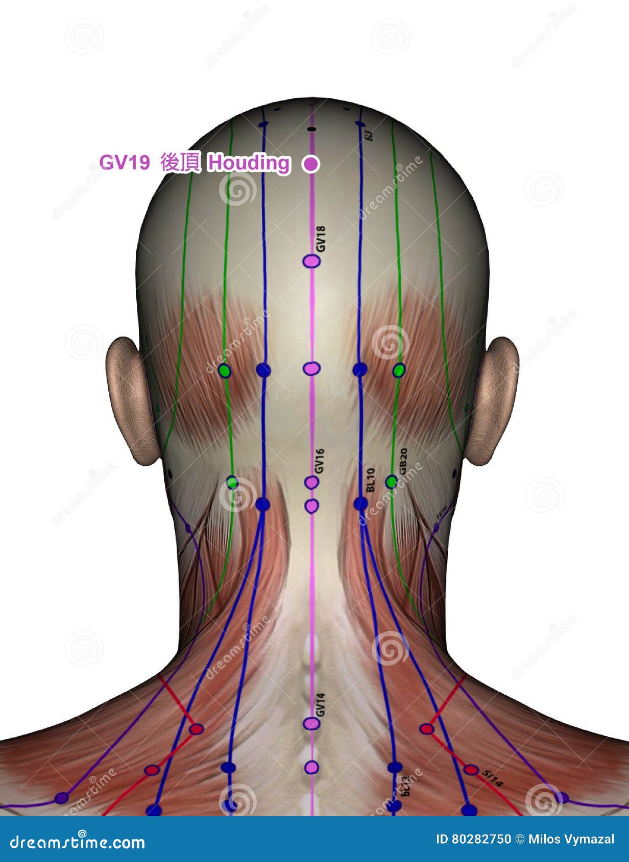 Acupuncture Point GV19 Houding Stock Illustration - Illustration of ...