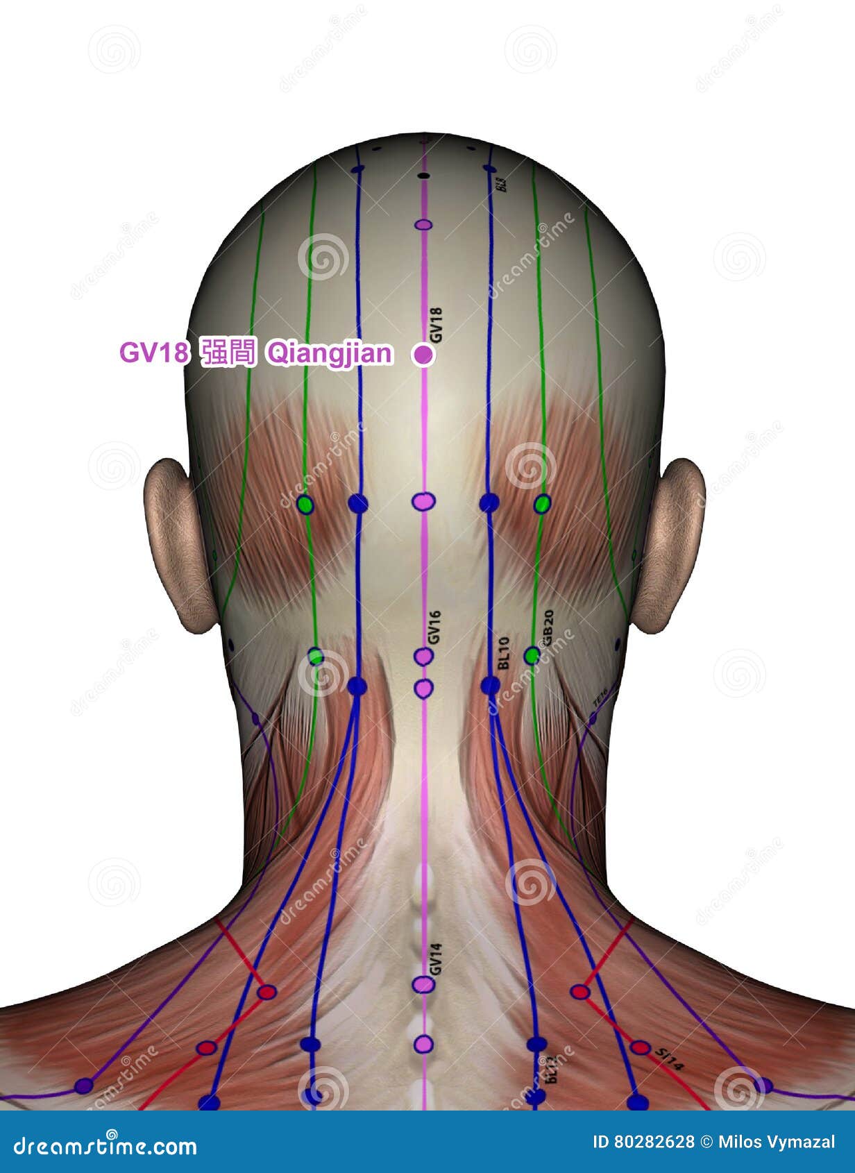 Acupuncture Point GV18 Qiangjian Stock Illustration - Illustration of ...