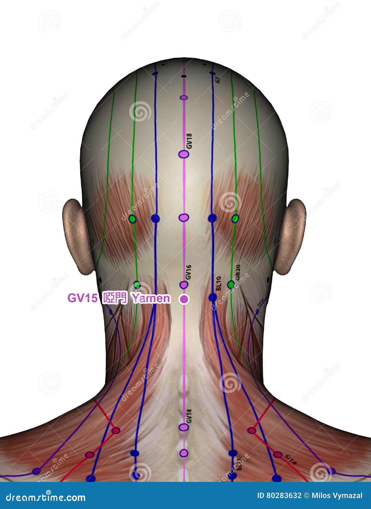 Acupuncture Point GV15 Yamen Stock Illustration - Illustration of ...