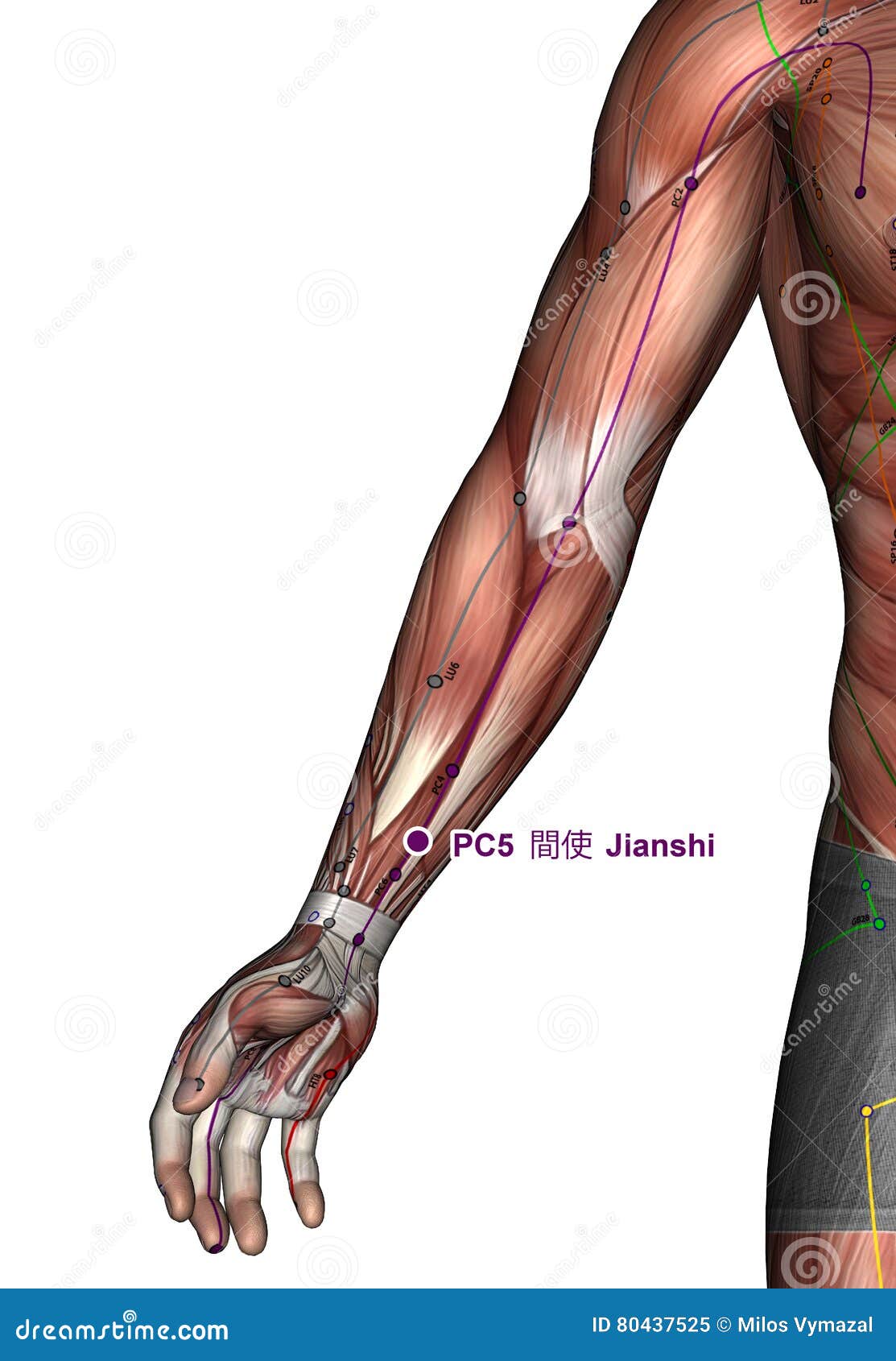 Acupuncture Point GV14 Dazhui, 3D Illustration, Brown Background ...