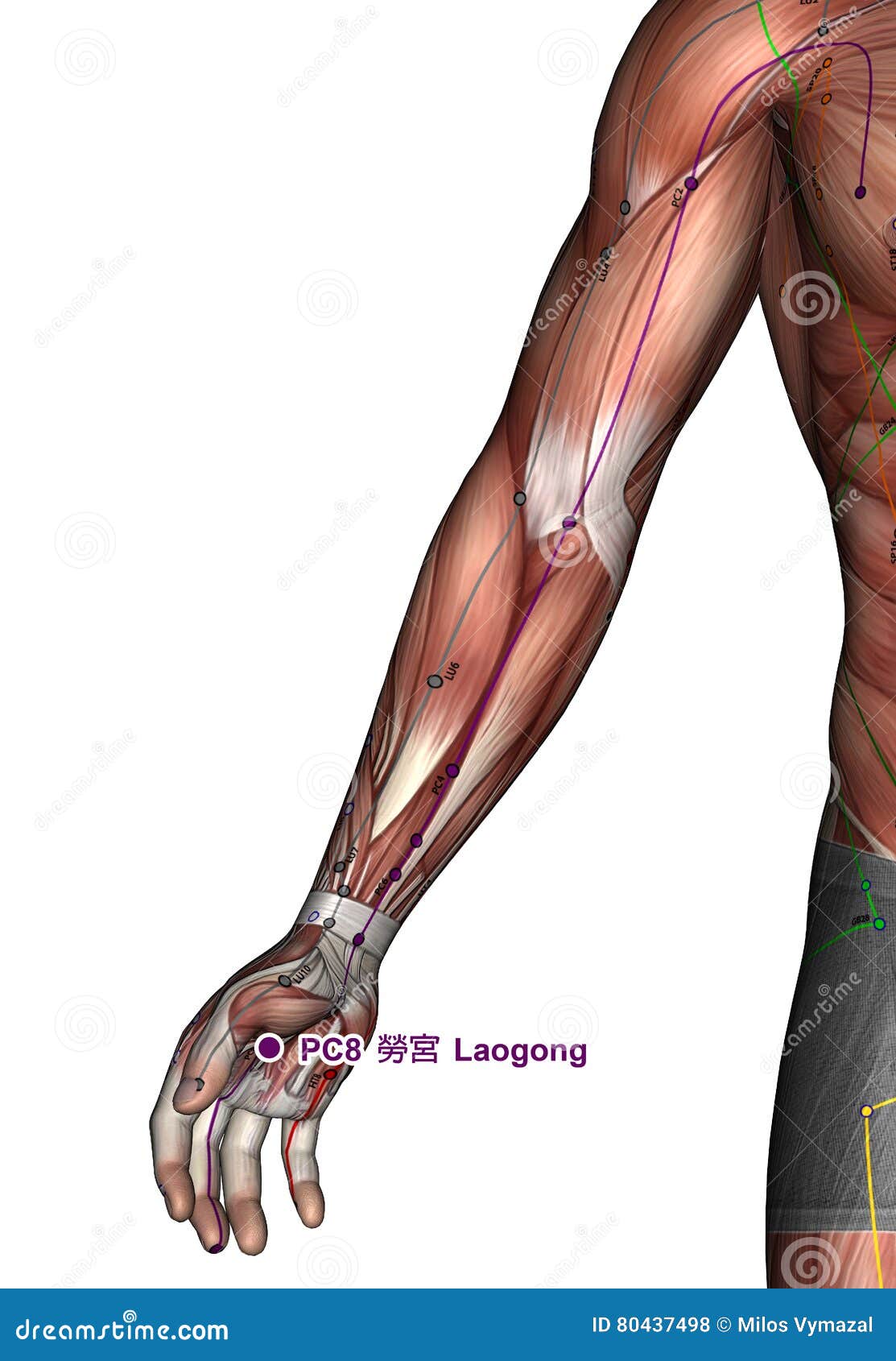 Acupuncture Point PC8 Laogong, 3D Illustration Stock Illustration ...