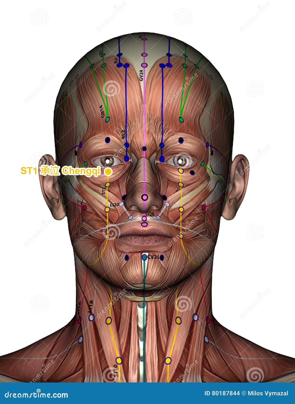 Acupuncture Point ST01 Chengqi Stock Illustration - Illustration of ...
