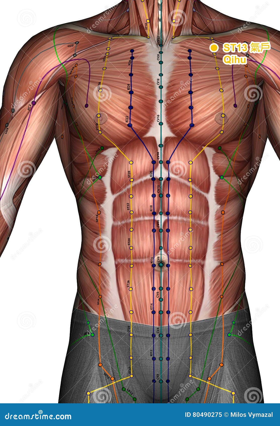 Acupuncture Point ST13 Qihu, 3D Illustration Stock Illustration ...