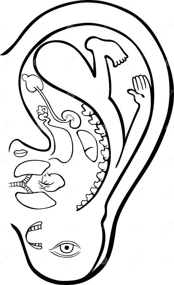 Acupuncture points on ear stock vector. Illustration of meridians ...