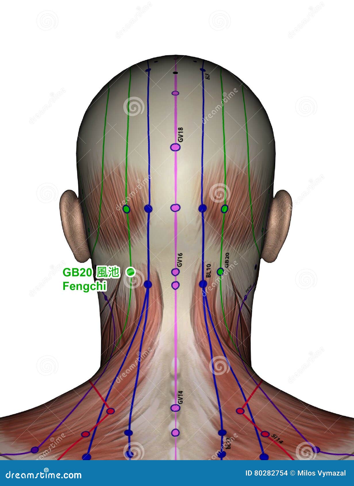 Acupunctuurpunt GB20 Fengchi Stock Illustratie - Illustration of ...