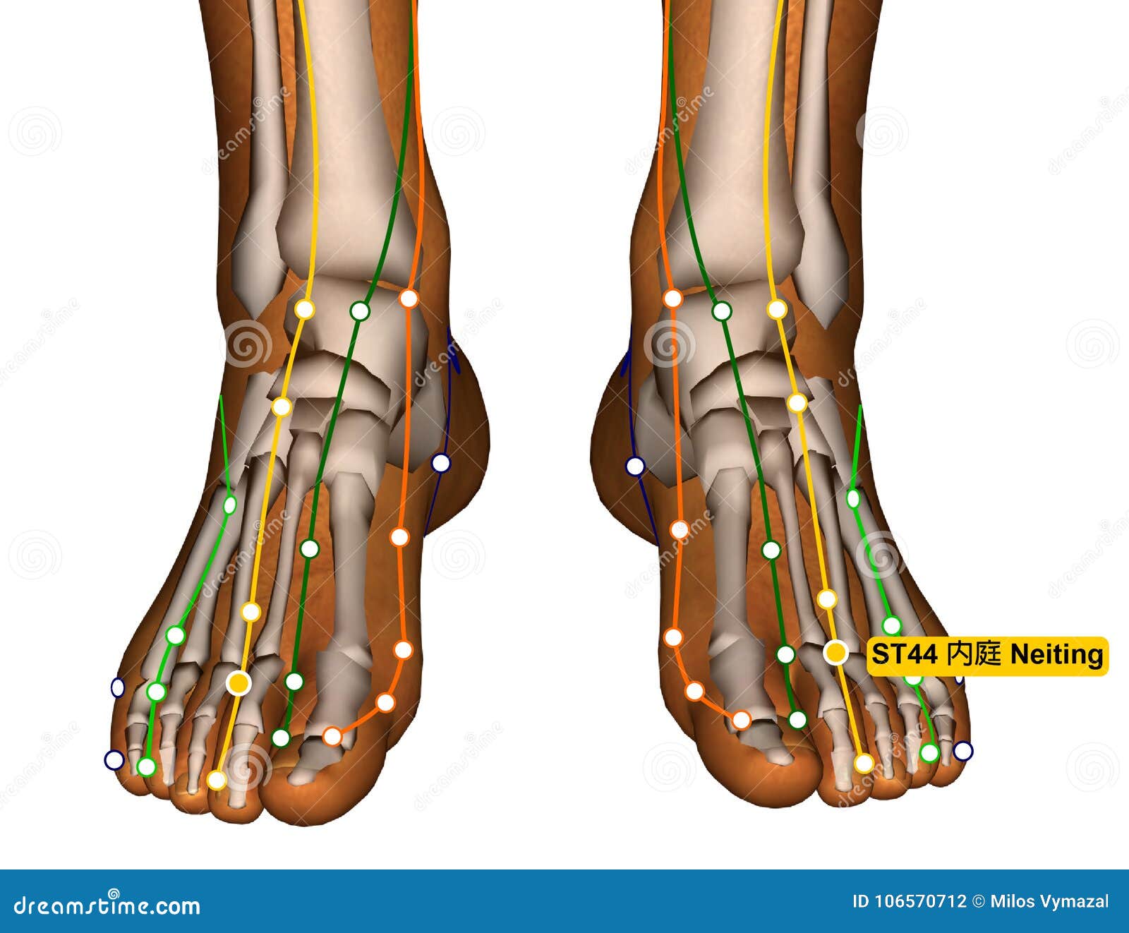 Acupunctuurpunt ST44 Neiting, Maagmeridiaan Stock Illustratie ...