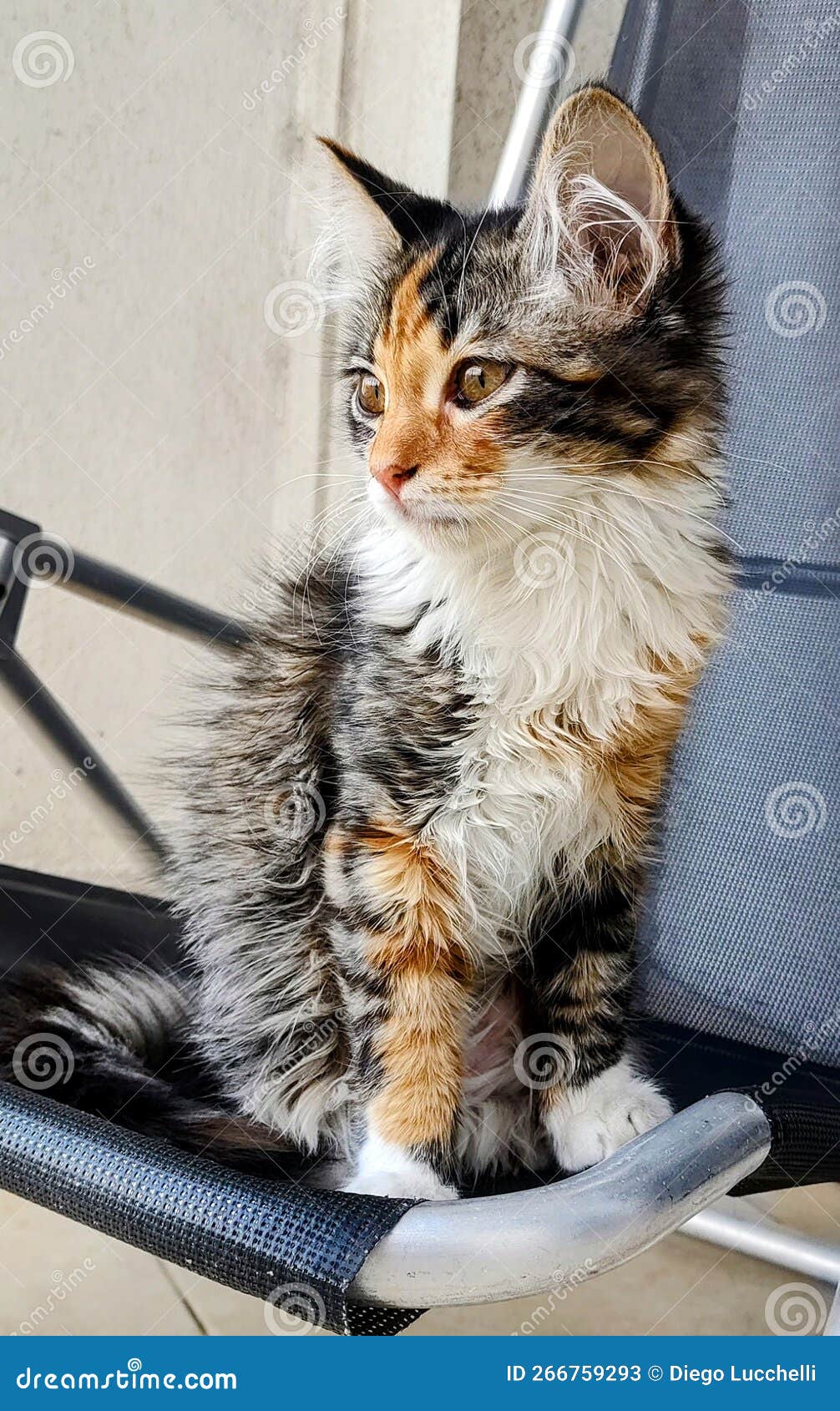 Ada cat hairy kitten baby stock image. Image of wildlife - 266759293