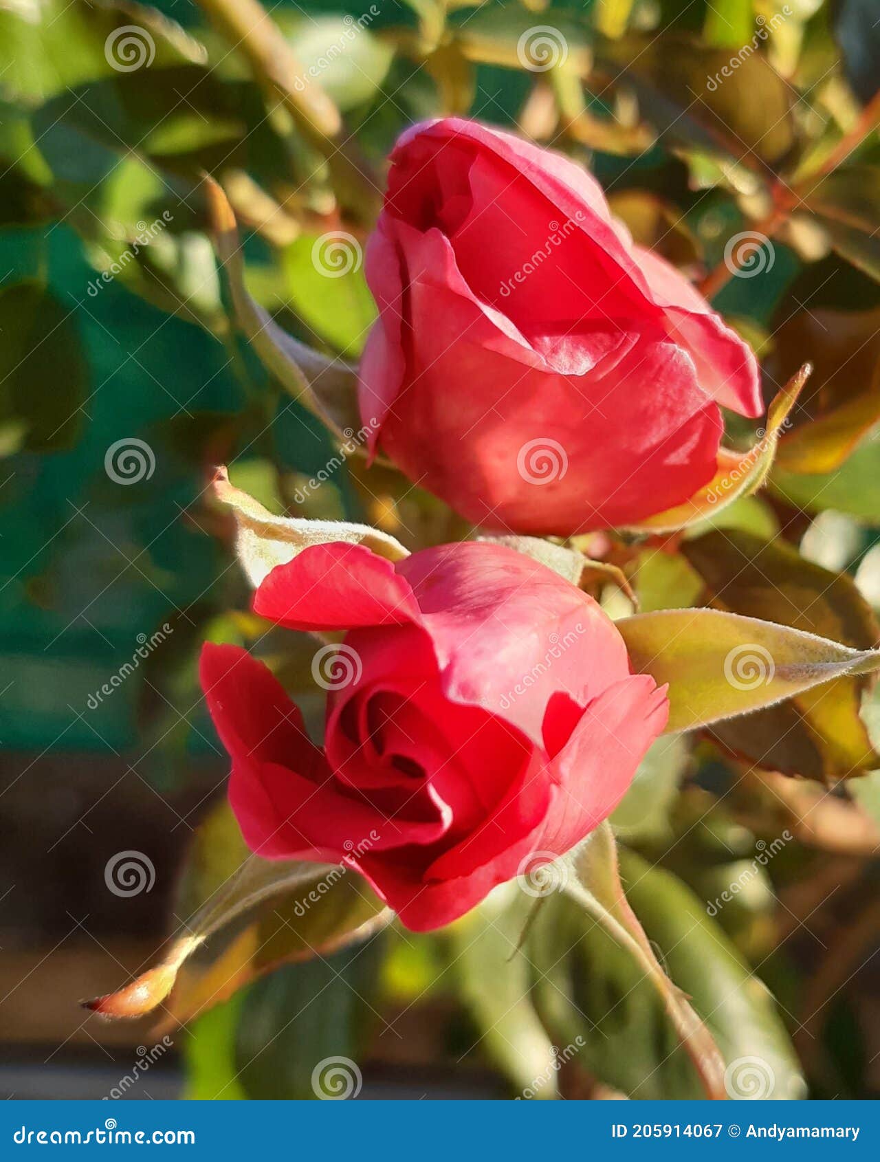 Ada roses stock image. Image of december, garden, flowers - 205914067