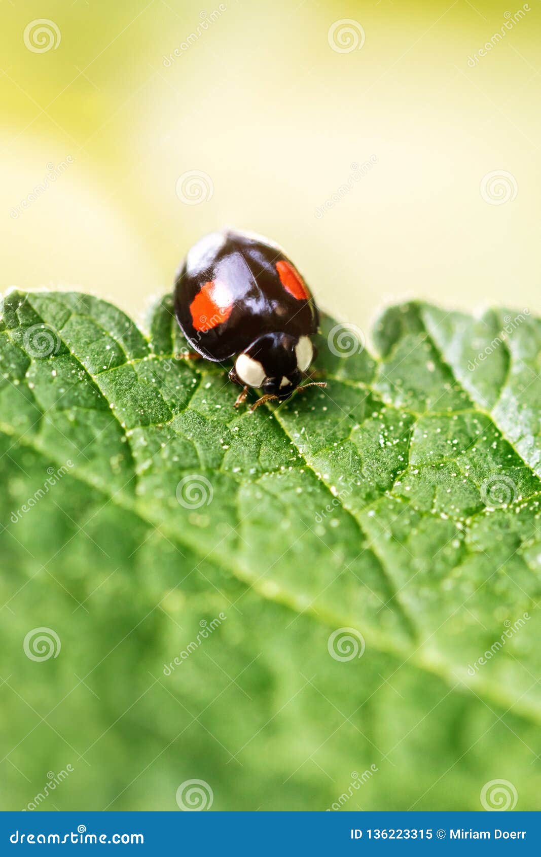 Adalia Bipunctata, Black Two-spot Ladybird on a Green Leaf, Rarely and ...