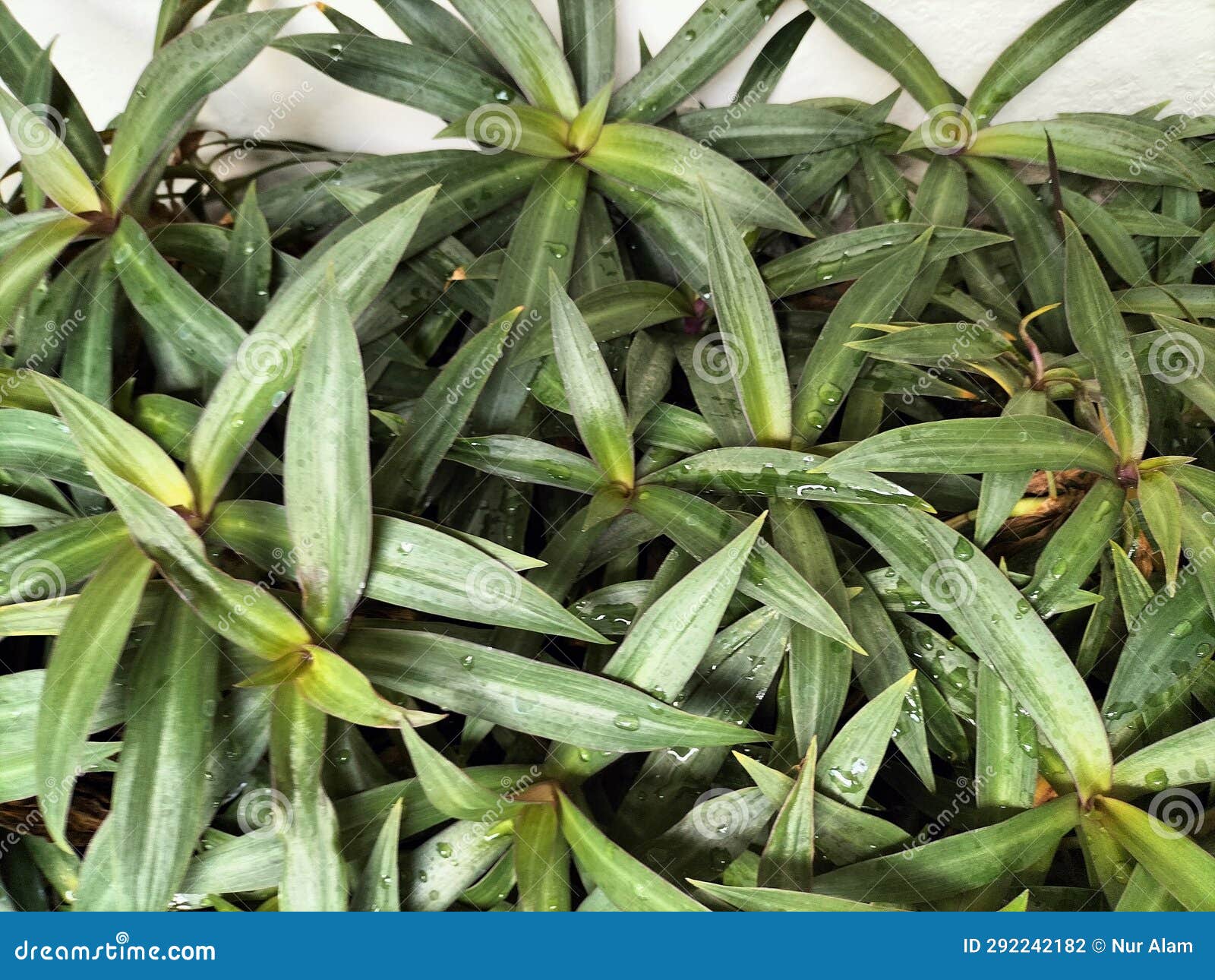 Adam Eve Flowers in a Beautiful Garden Stock Photo - Image of green ...