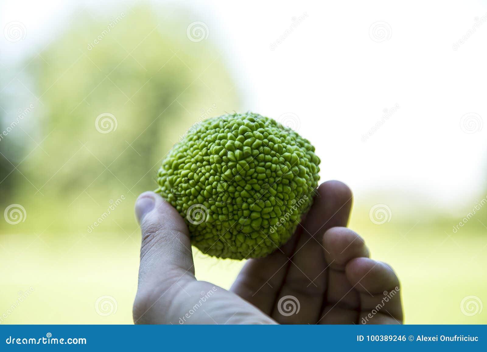 Adam`s apple. stock photo. Image of black, golden, orange - 100389246