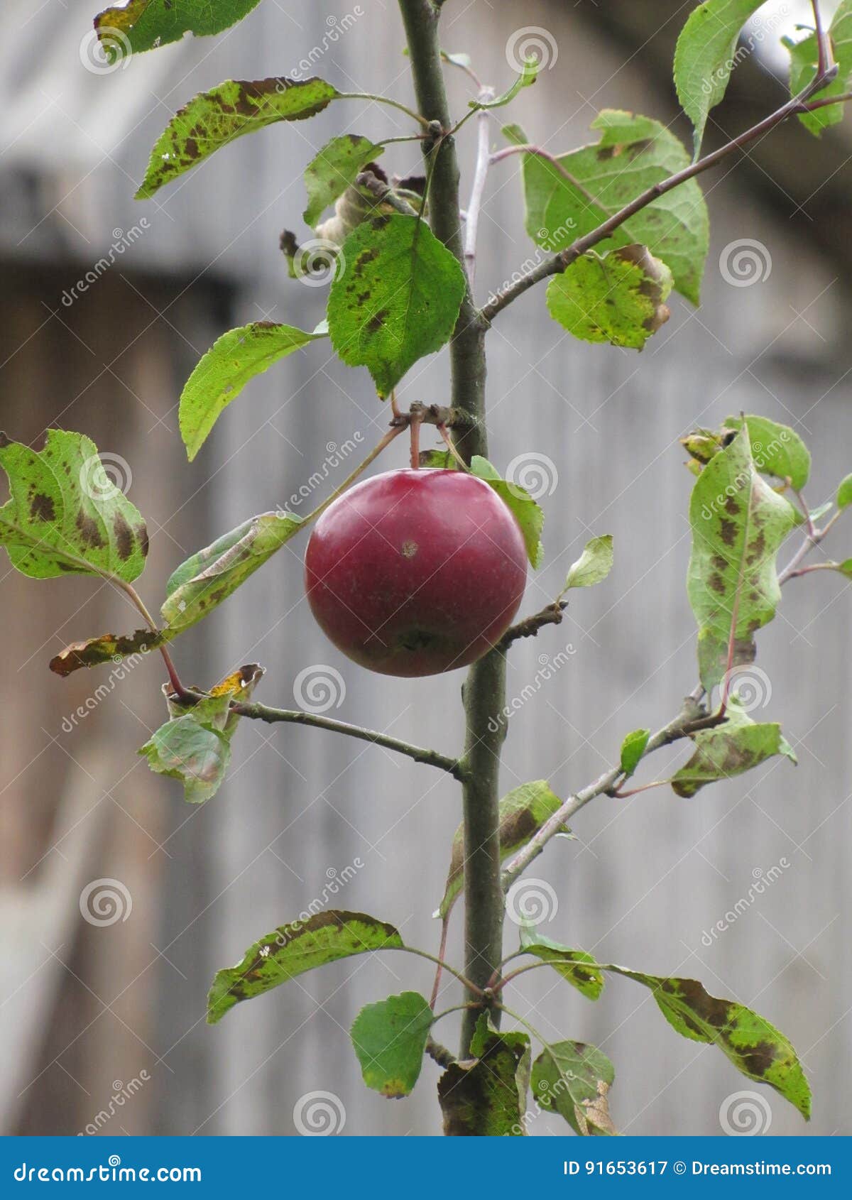 Adam`s Apple stock image. Image of yablunka, tree, autumn - 91653617