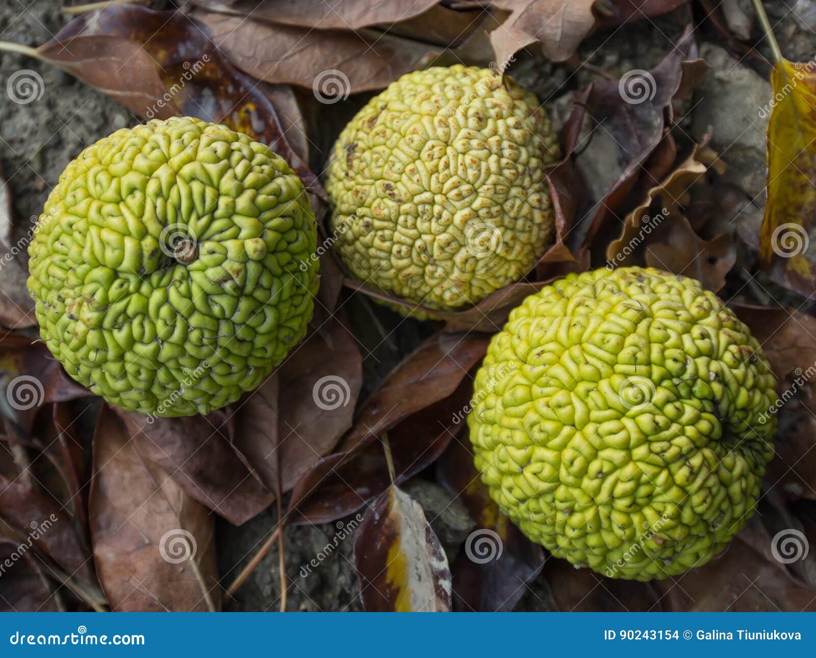 Adam`s Apple stock photo. Image of fruits, healthy, maclura - 90243154