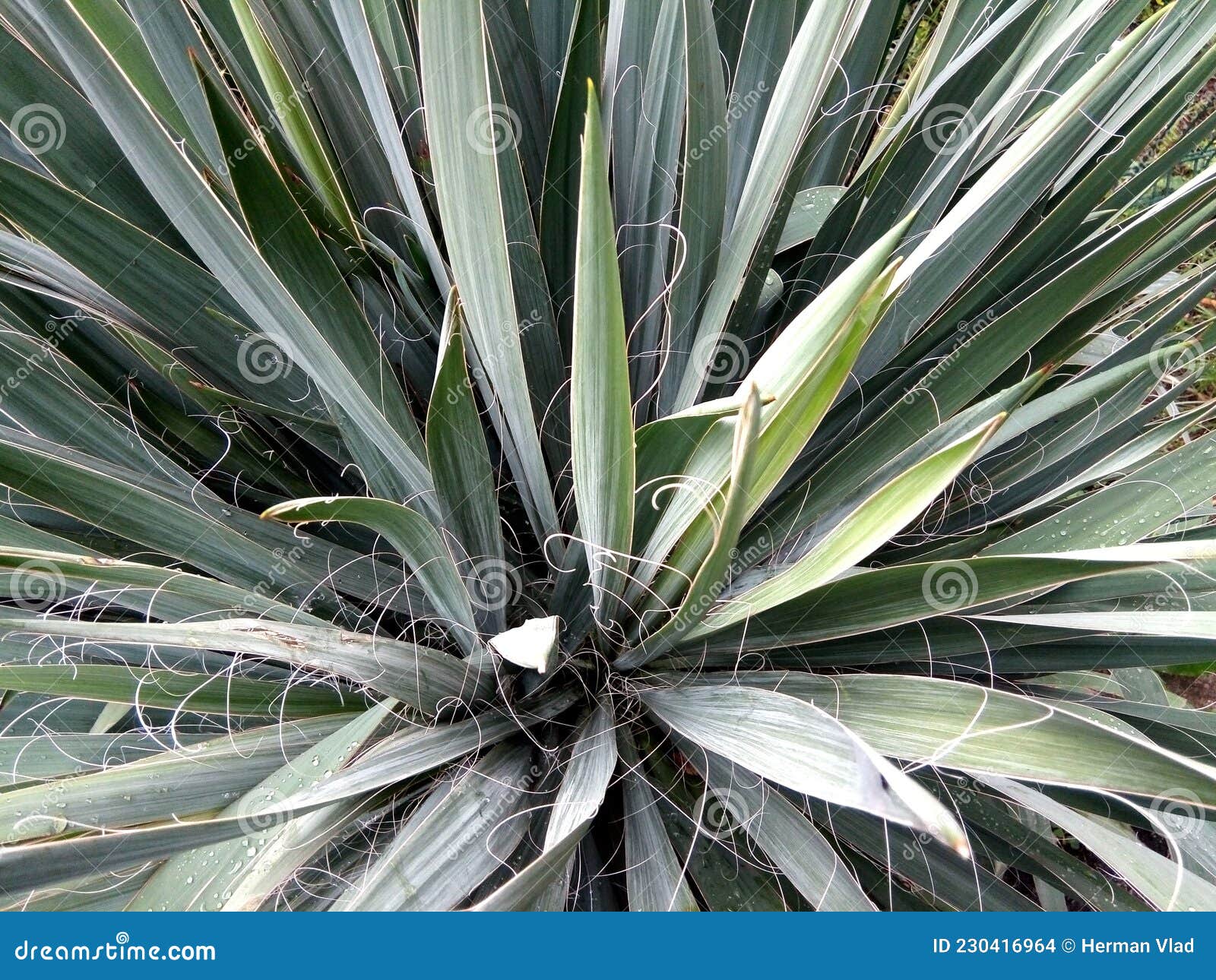 Adam`s-needle Plant Close Up - Nature Stock Photo - Image of natural ...